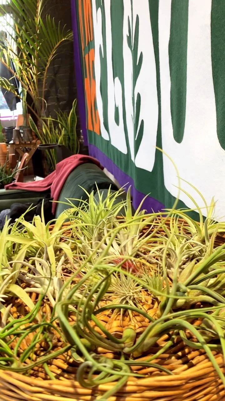 Daddy's Plants - Indoor Desert and Tropical Plants