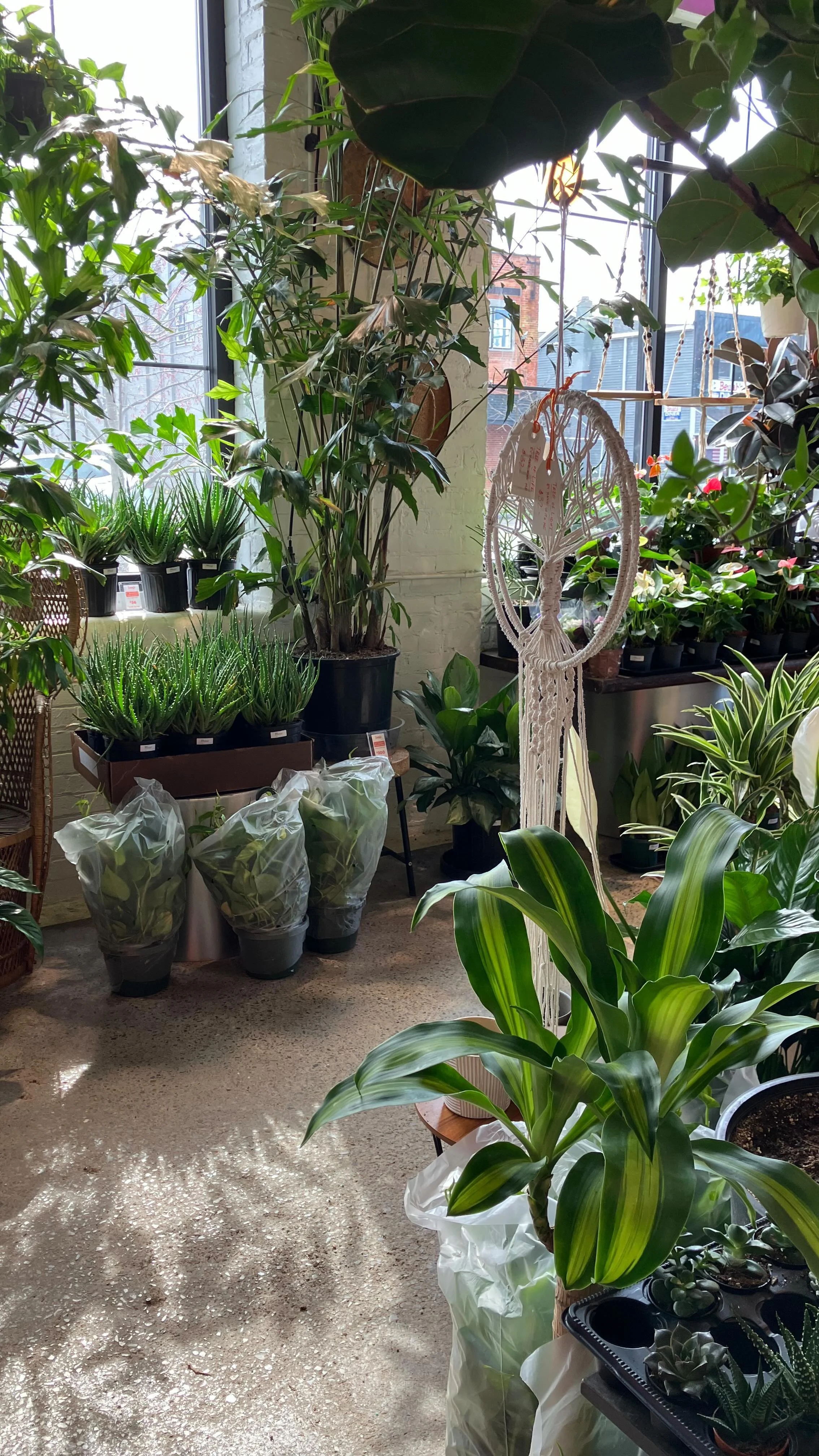 Daddy's Plants - Indoor Desert and Tropical Plants
