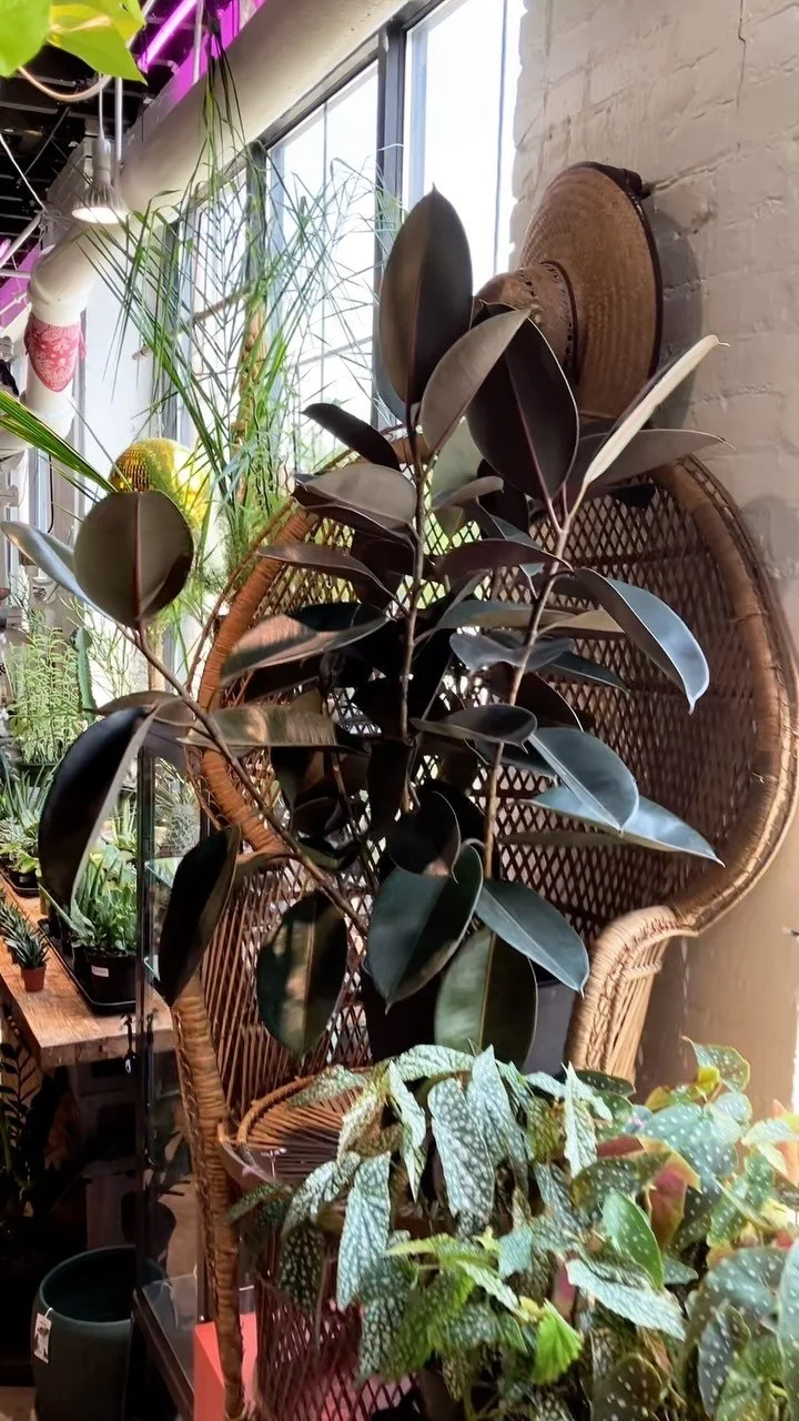 Daddy's Plants - Indoor Desert and Tropical Plants