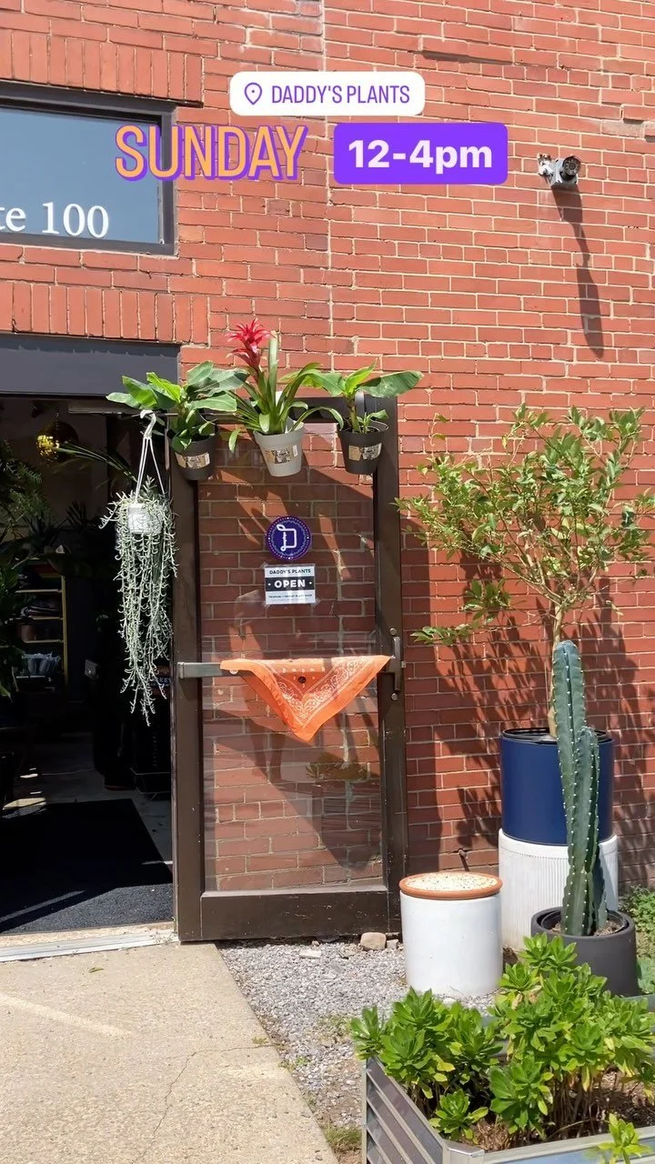 Daddy's Plants - Indoor Desert and Tropical Plants