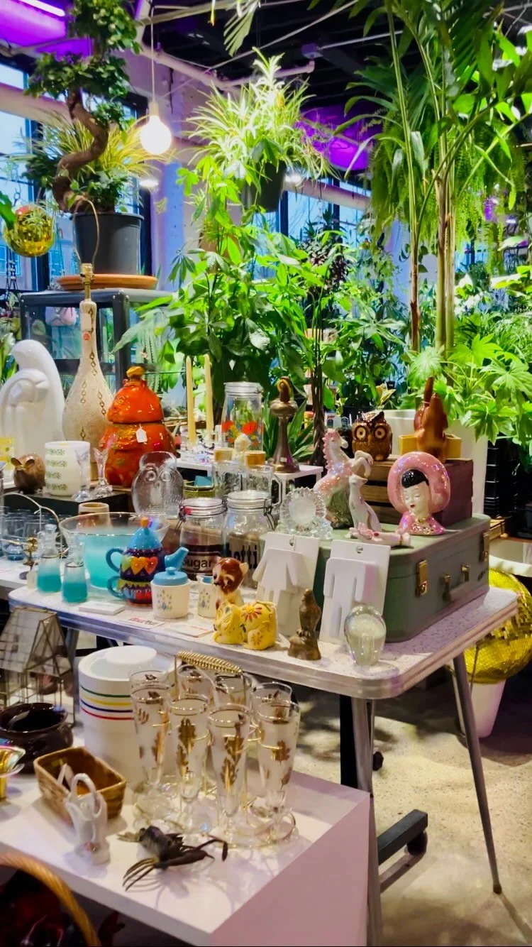 Daddy's Plants - Indoor Desert and Tropical Plants