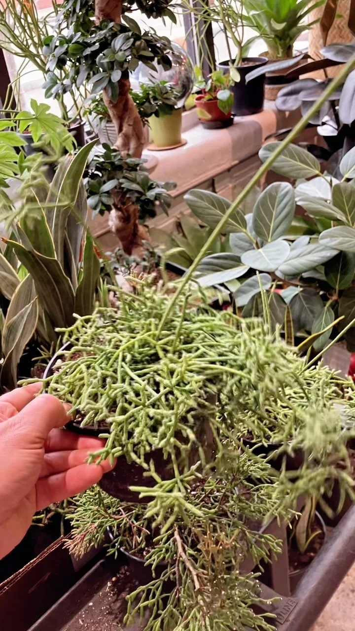 Daddy's Plants - Indoor Desert and Tropical Plants