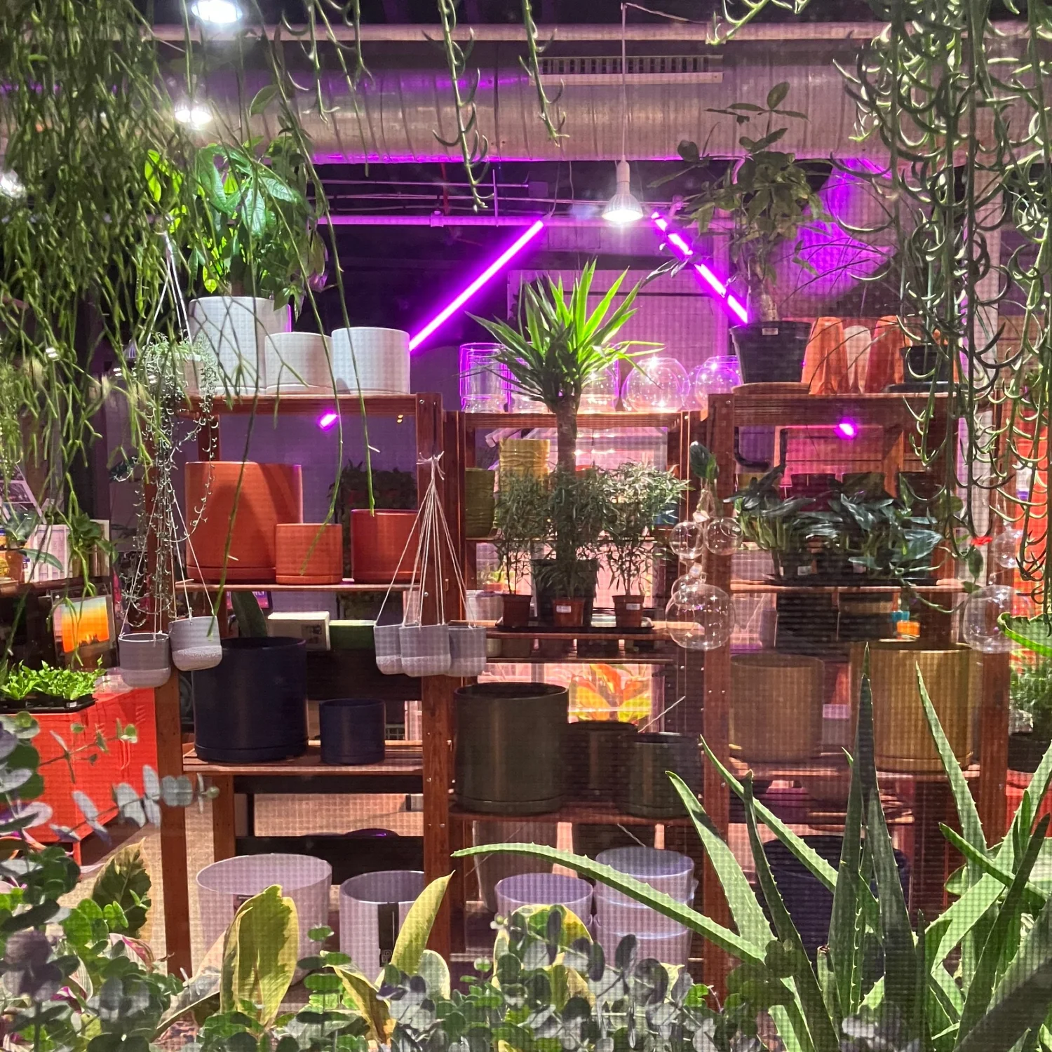 Daddy's Plants - Indoor Desert and Tropical Plants