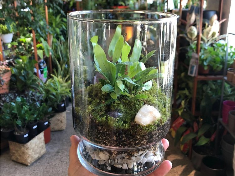 Daddy's Plants - Indoor Desert and Tropical Plants