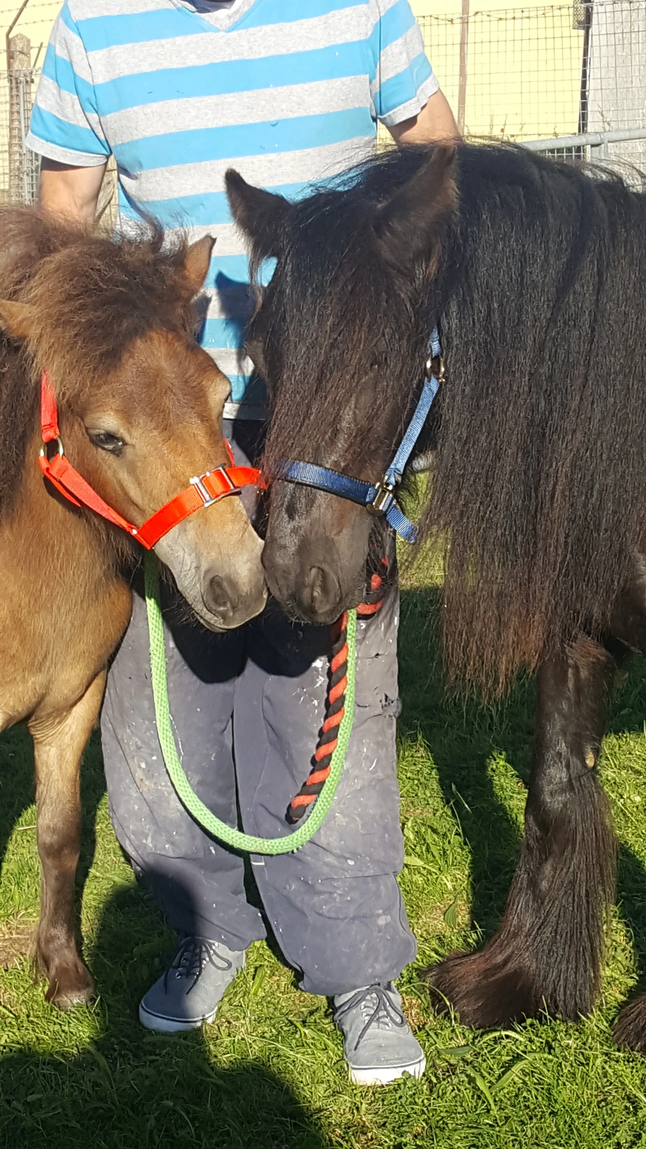 GALLERY — Happy Hooves Parties