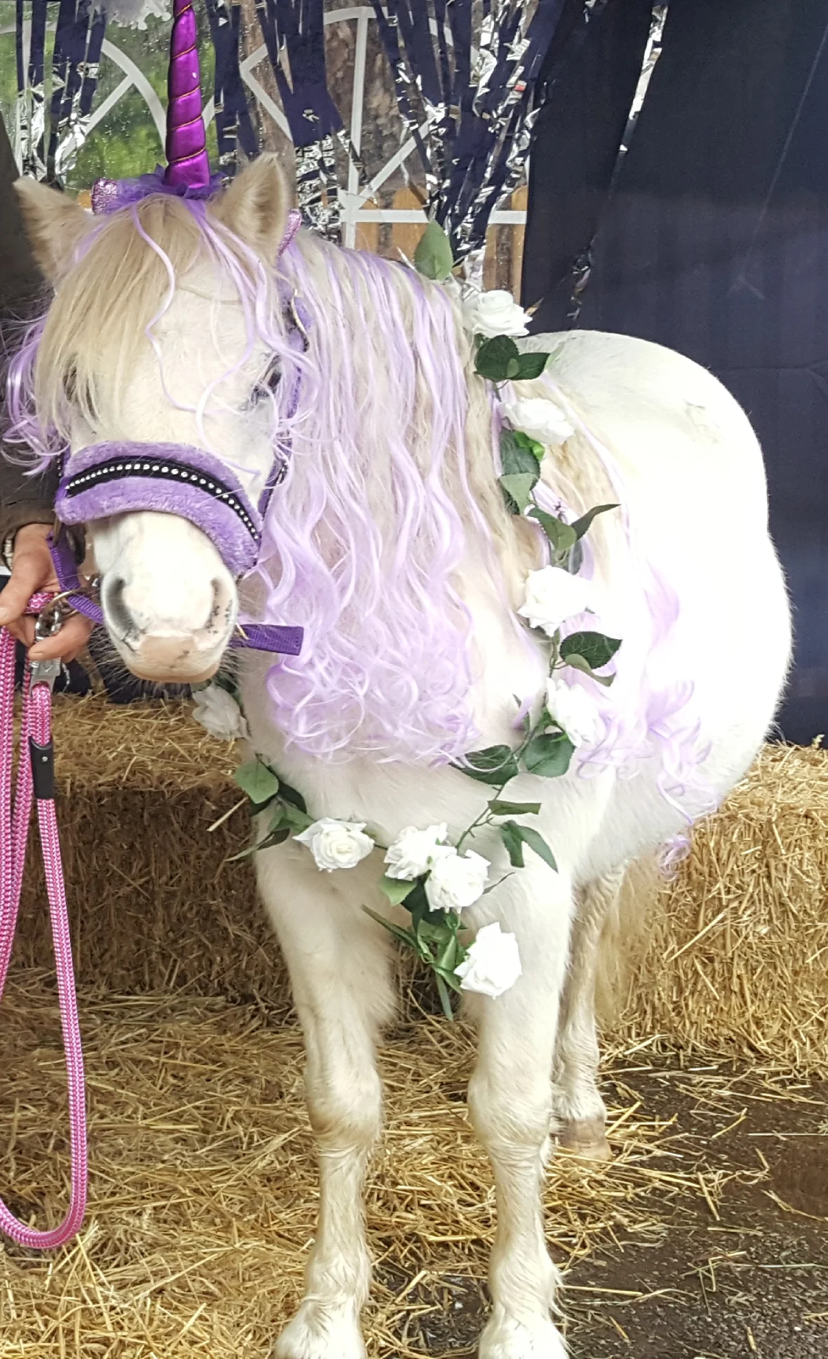 GALLERY — Happy Hooves Parties