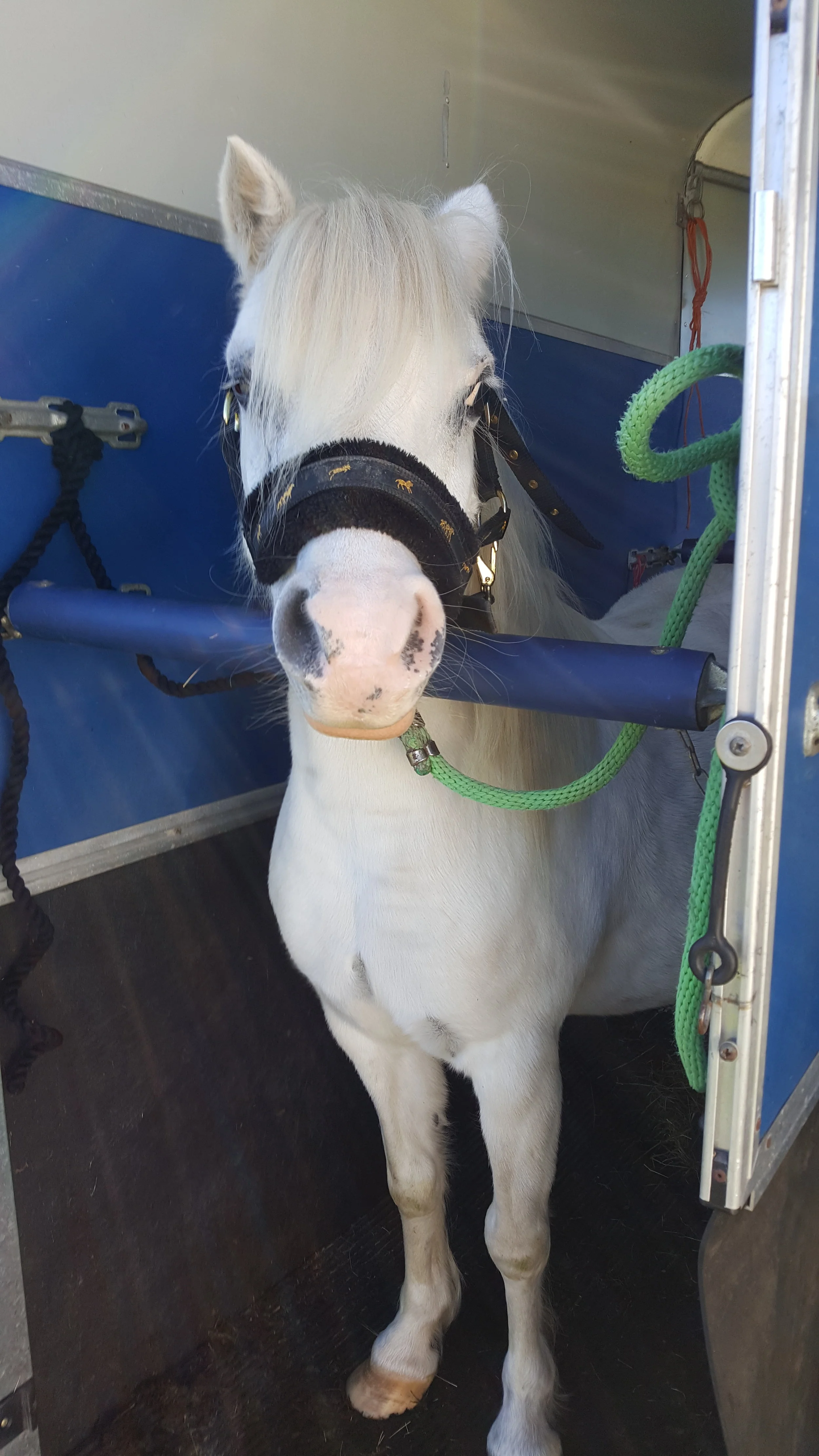 GALLERY — Happy Hooves Parties