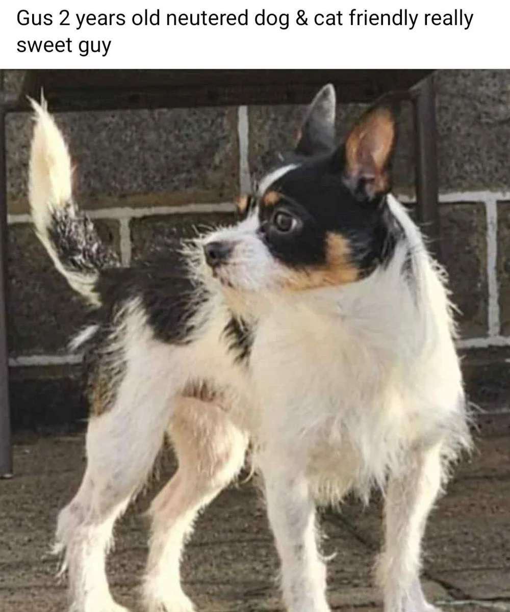 Phyllis' Adoptions — TOBIAS Mobile Veterinary Practice LLC
