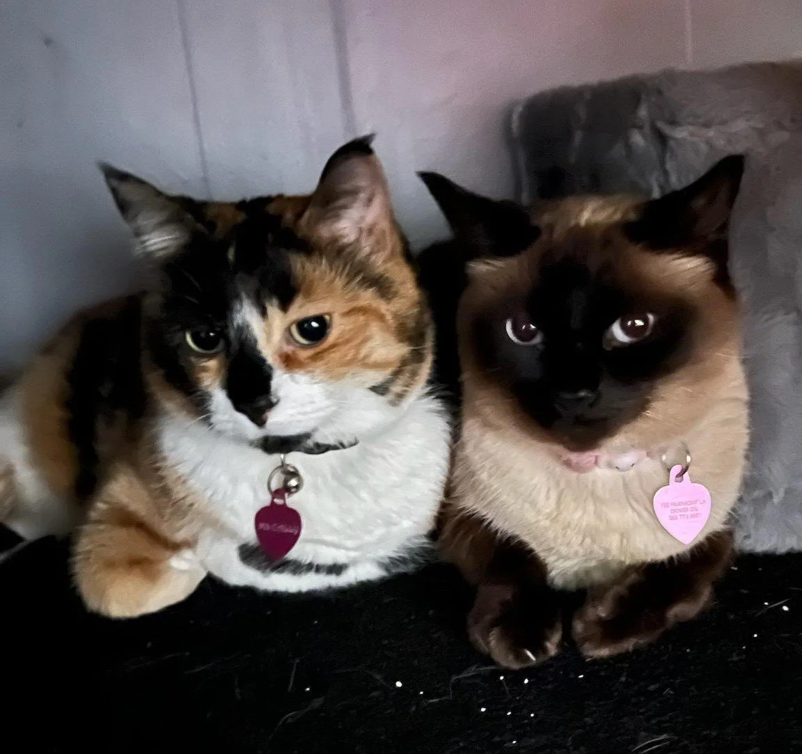 Phyllis' Adoptions — TOBIAS Mobile Veterinary Practice LLC