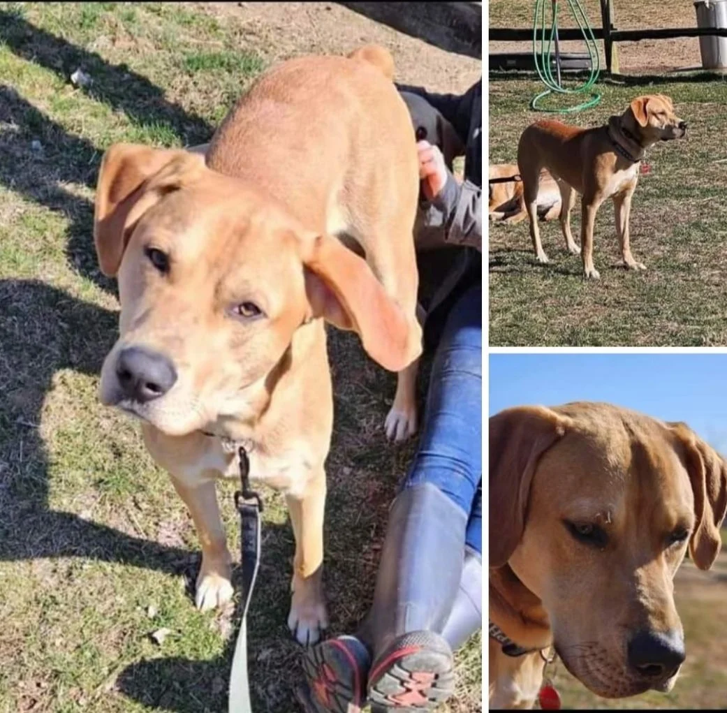 Phyllis' Adoptions — TOBIAS Mobile Veterinary Practice LLC