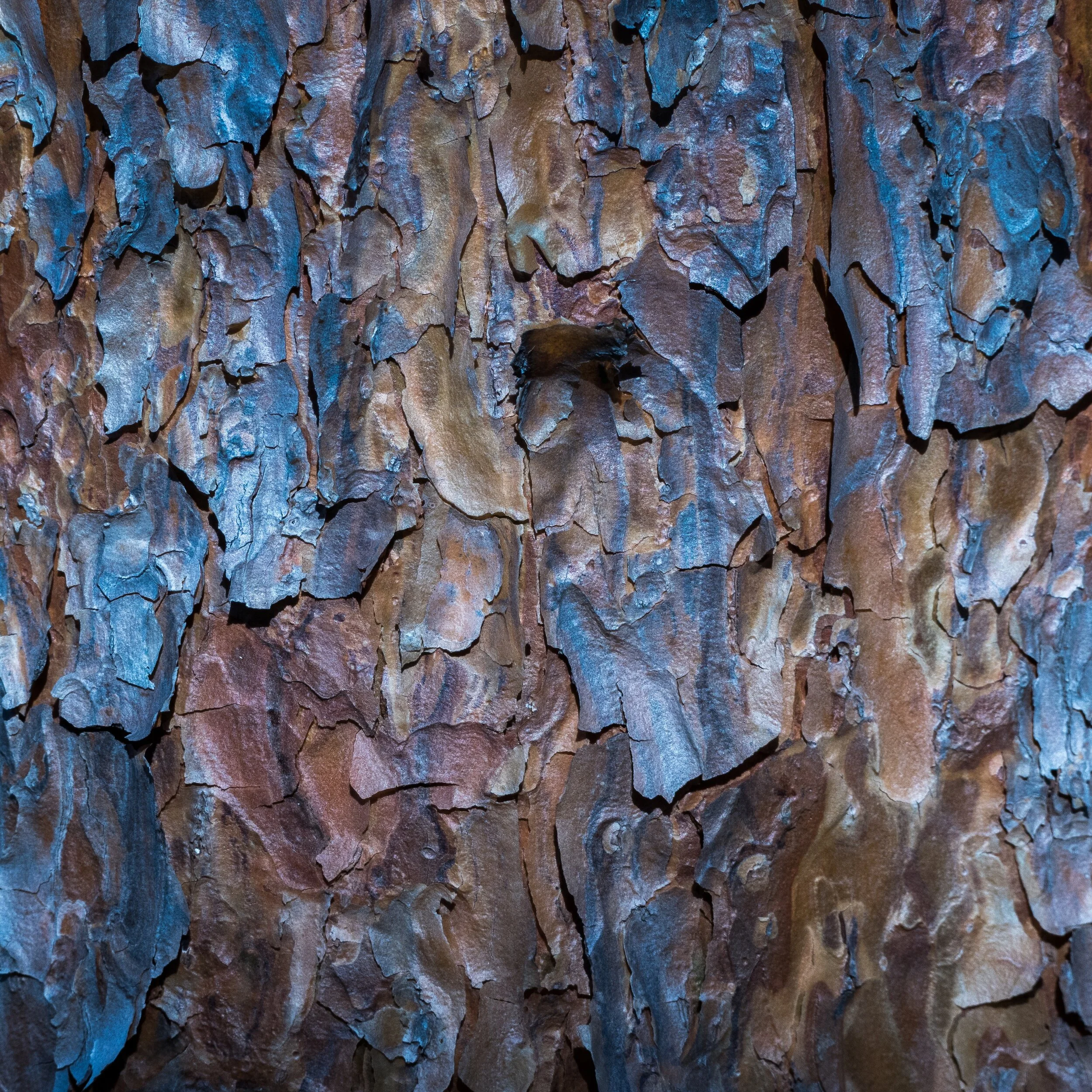 Bark - Color — PHILIP A. REA