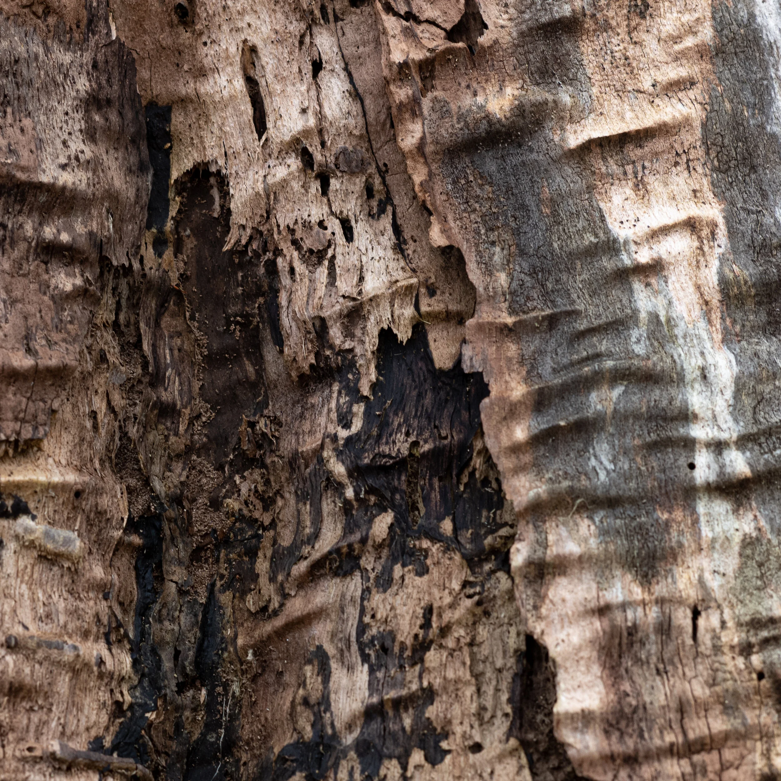 Bark - Color — PHILIP A. REA