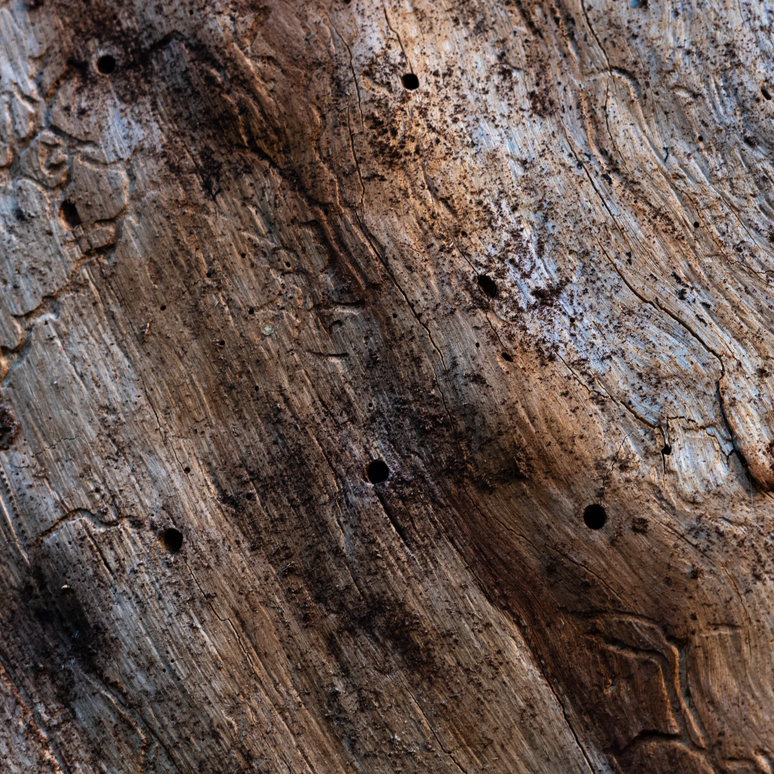 Bark - Color — PHILIP A. REA