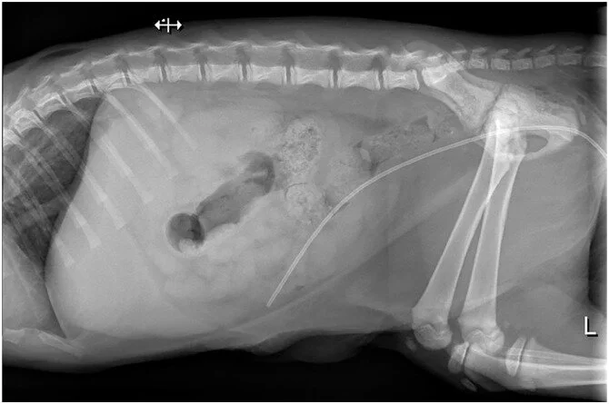 Urethral obstruction and urolithiasis associated with patent urachus in ...