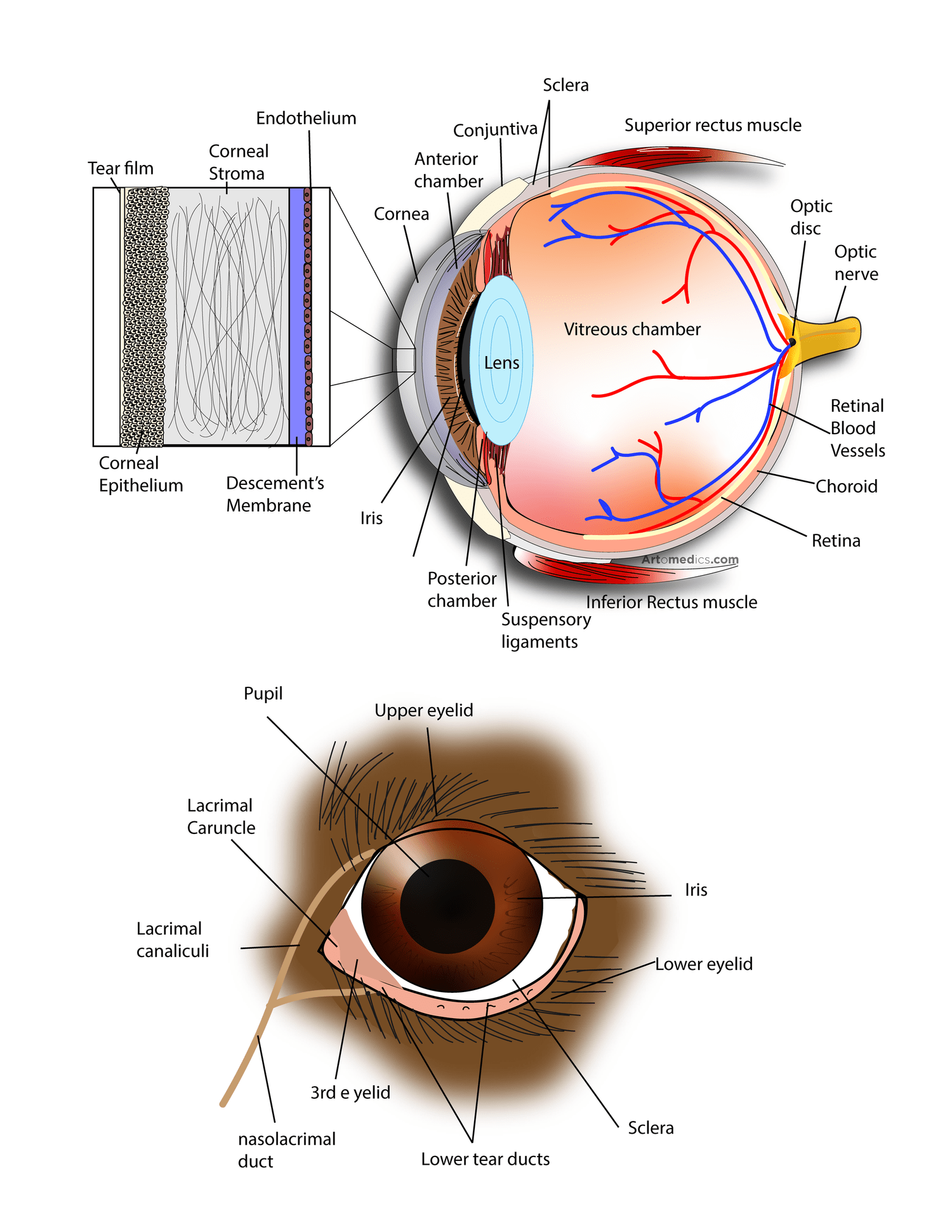 Anatomy and physiology of the cornea