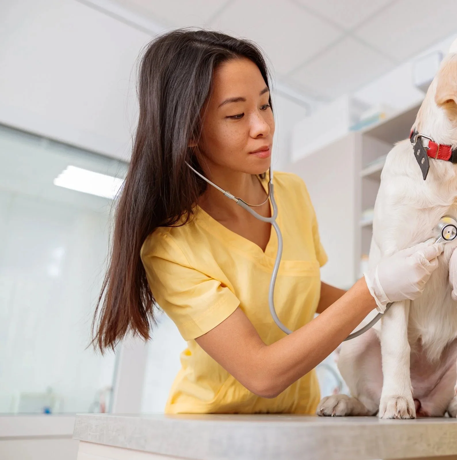 Vet Candy Match | Free Veterinary Career Guidance Program