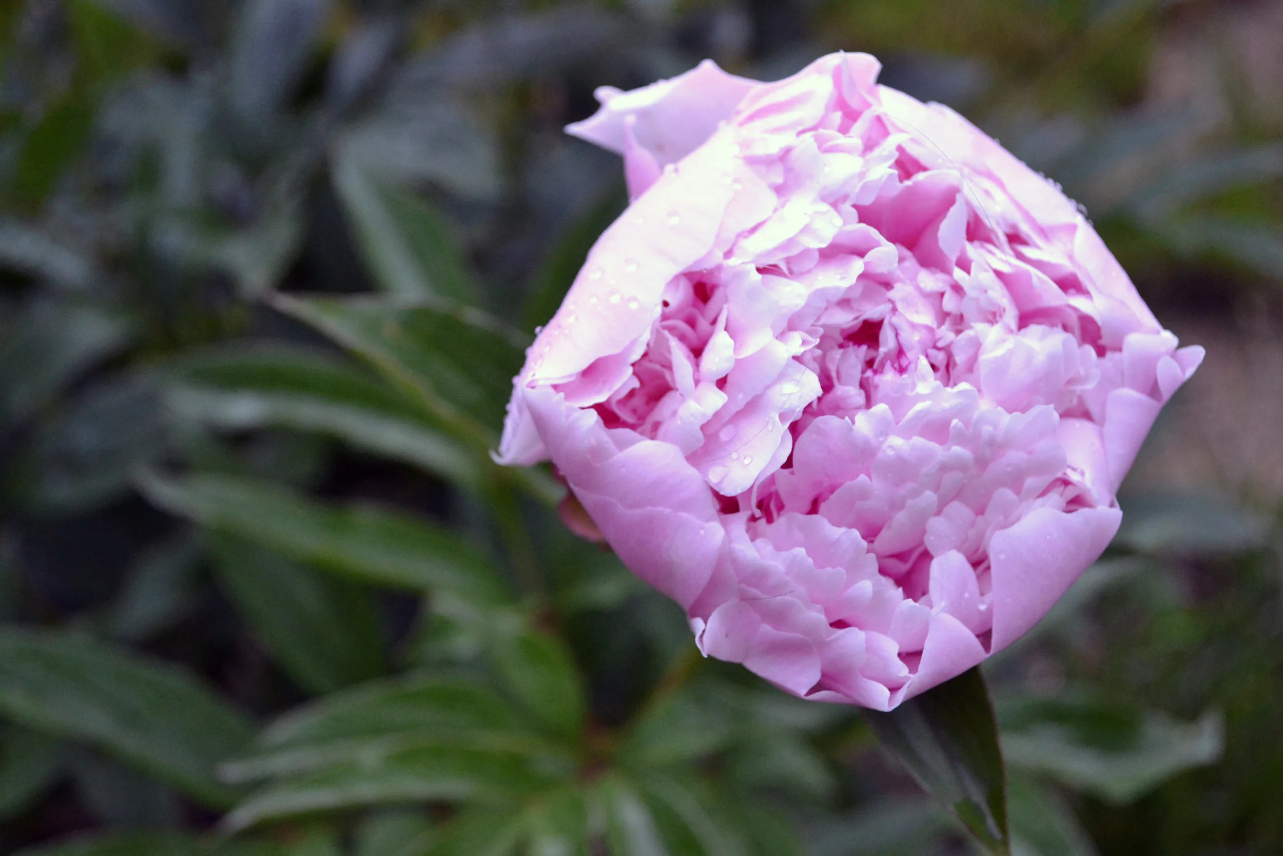 Purple Peonies Tumblr