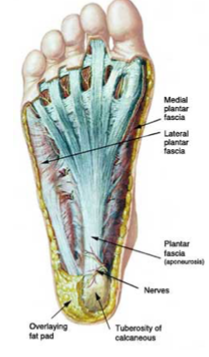 What a Pain in the Plantar! — Fit For Life