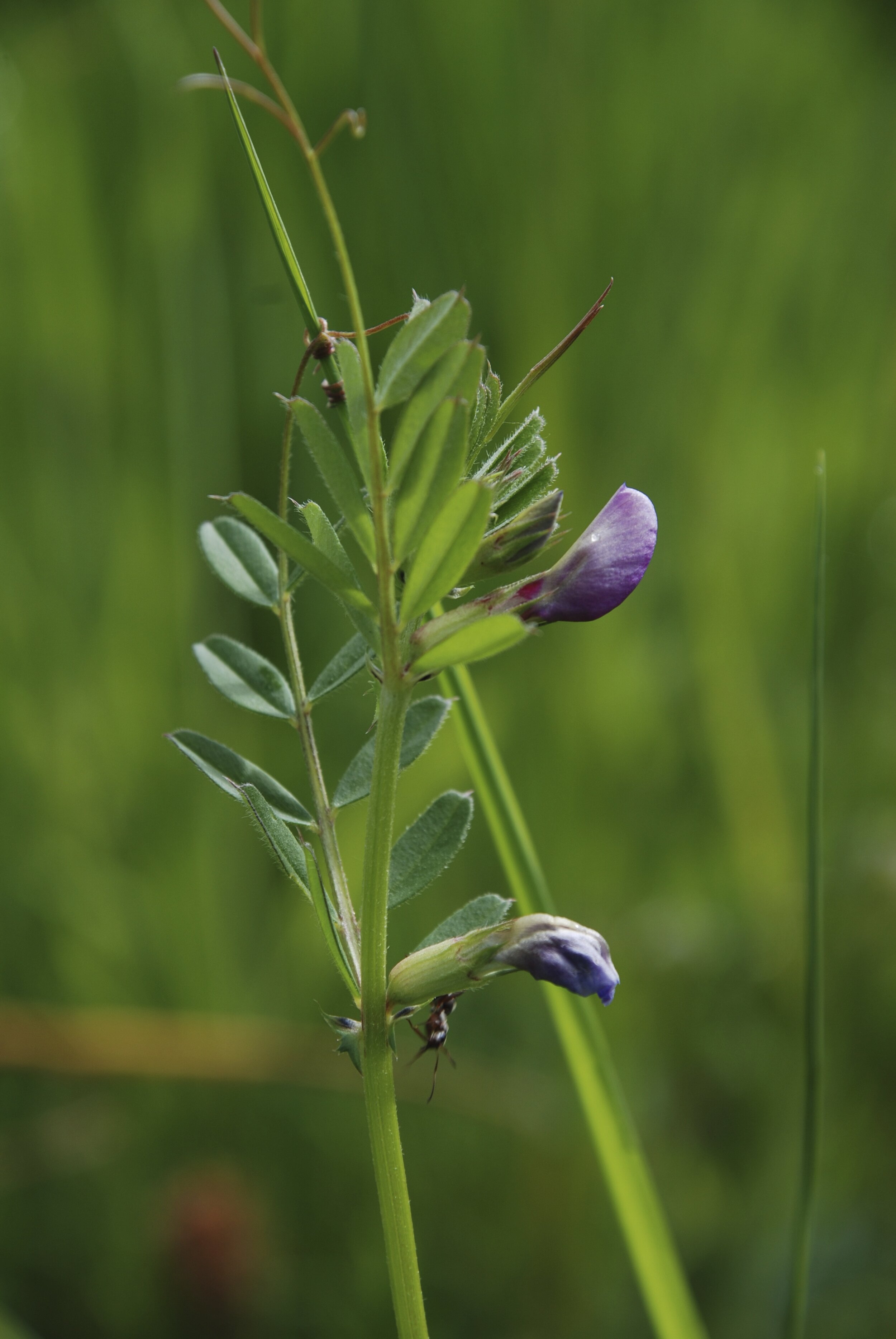 wilde bloemen — natuurpieterburen.com