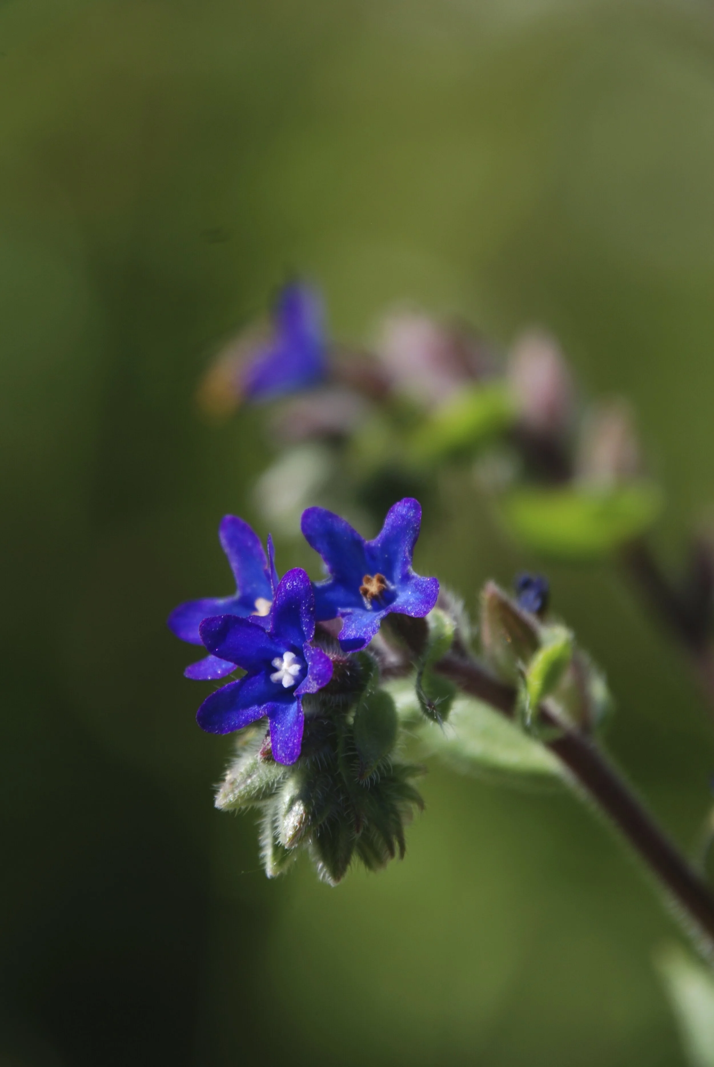 wilde bloemen — natuurpieterburen.com