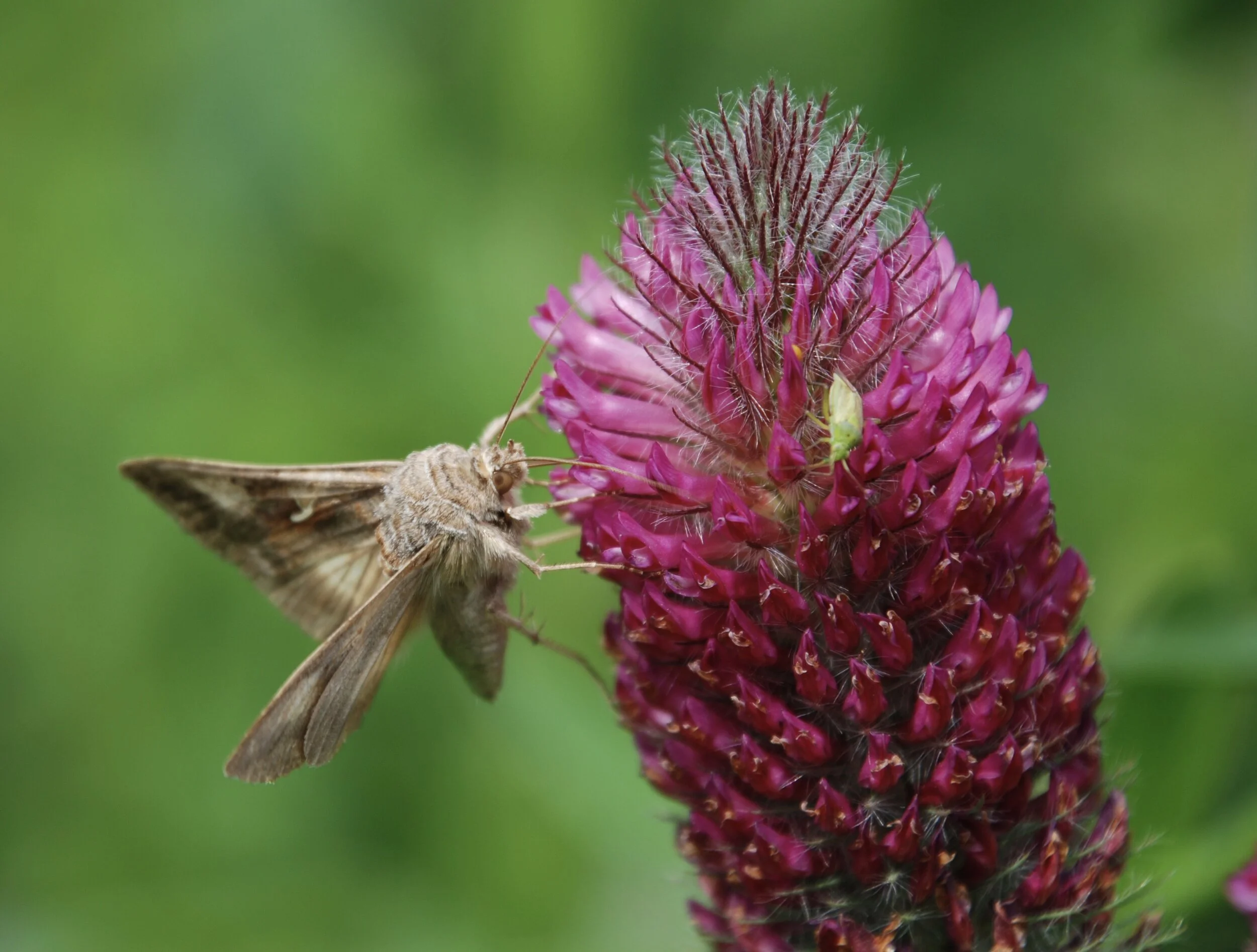 vlinders en motten — natuurpieterburen.com
