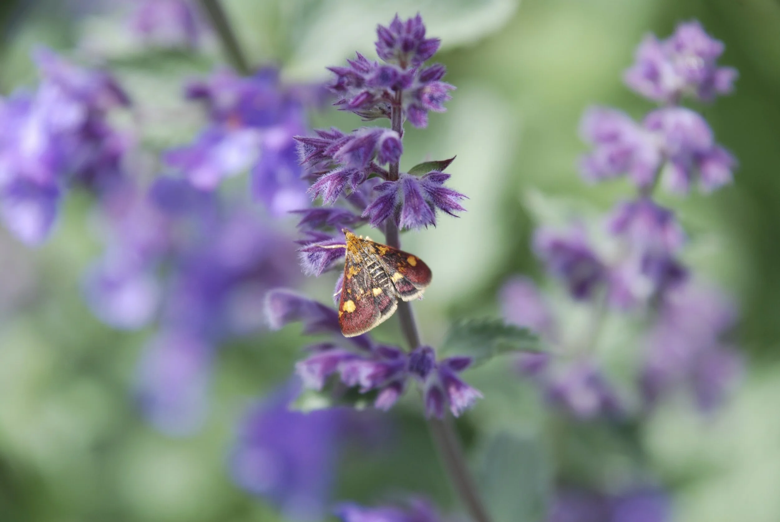 vlinders en motten — natuurpieterburen.com