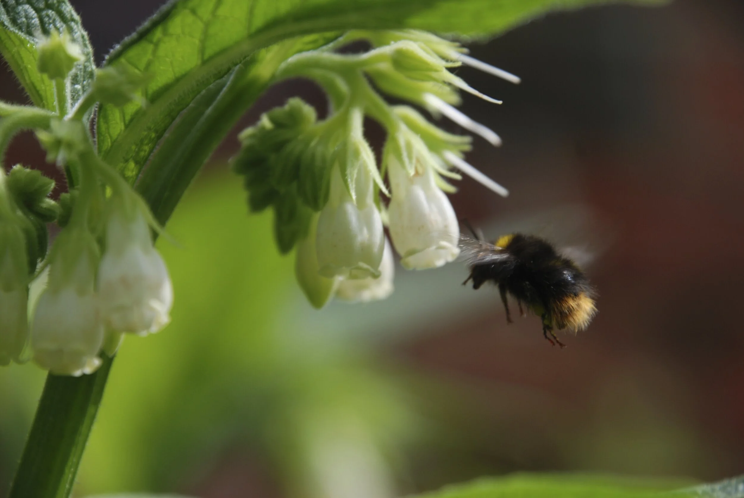 hommels — natuurpieterburen.com