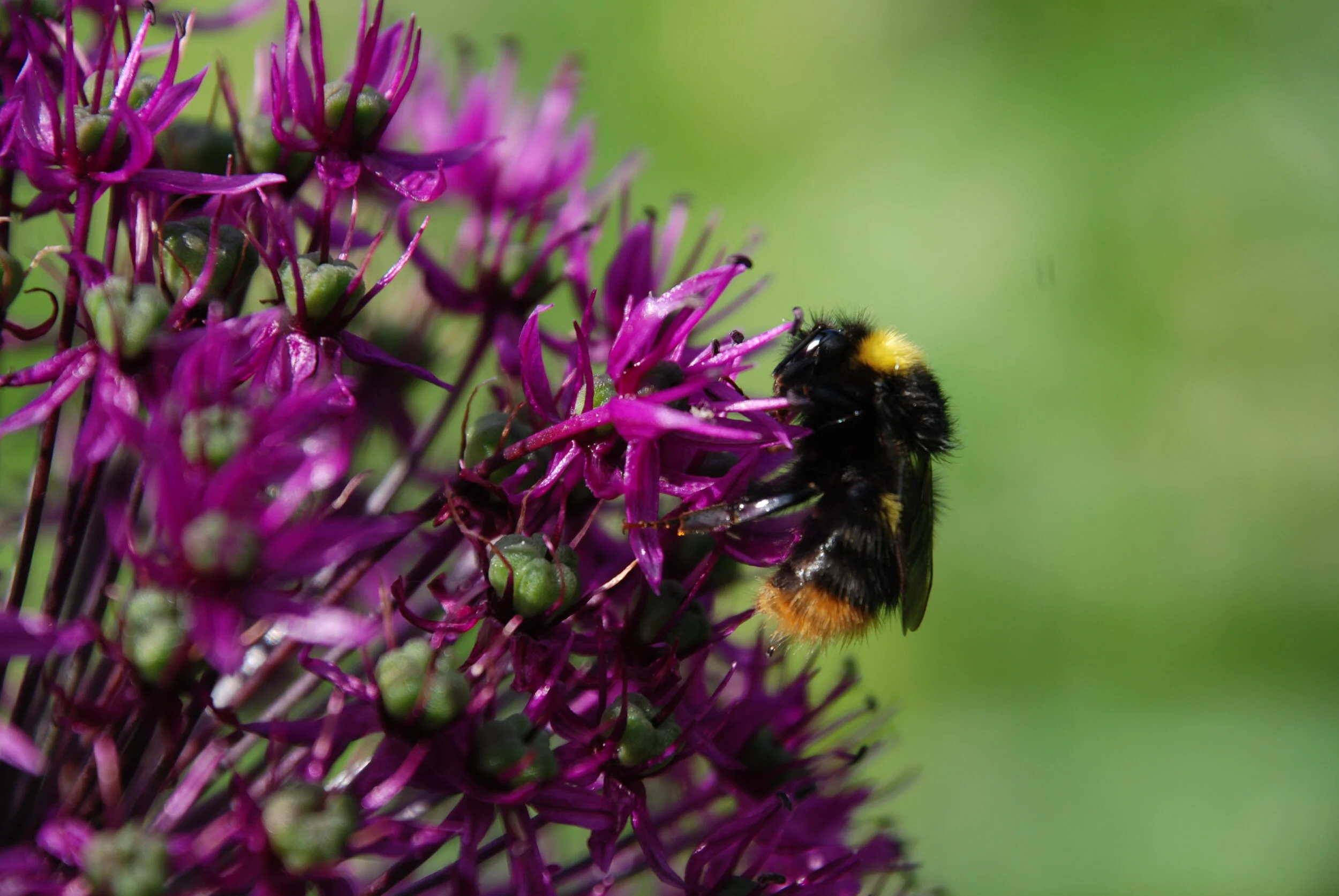 hommels — natuurpieterburen.com