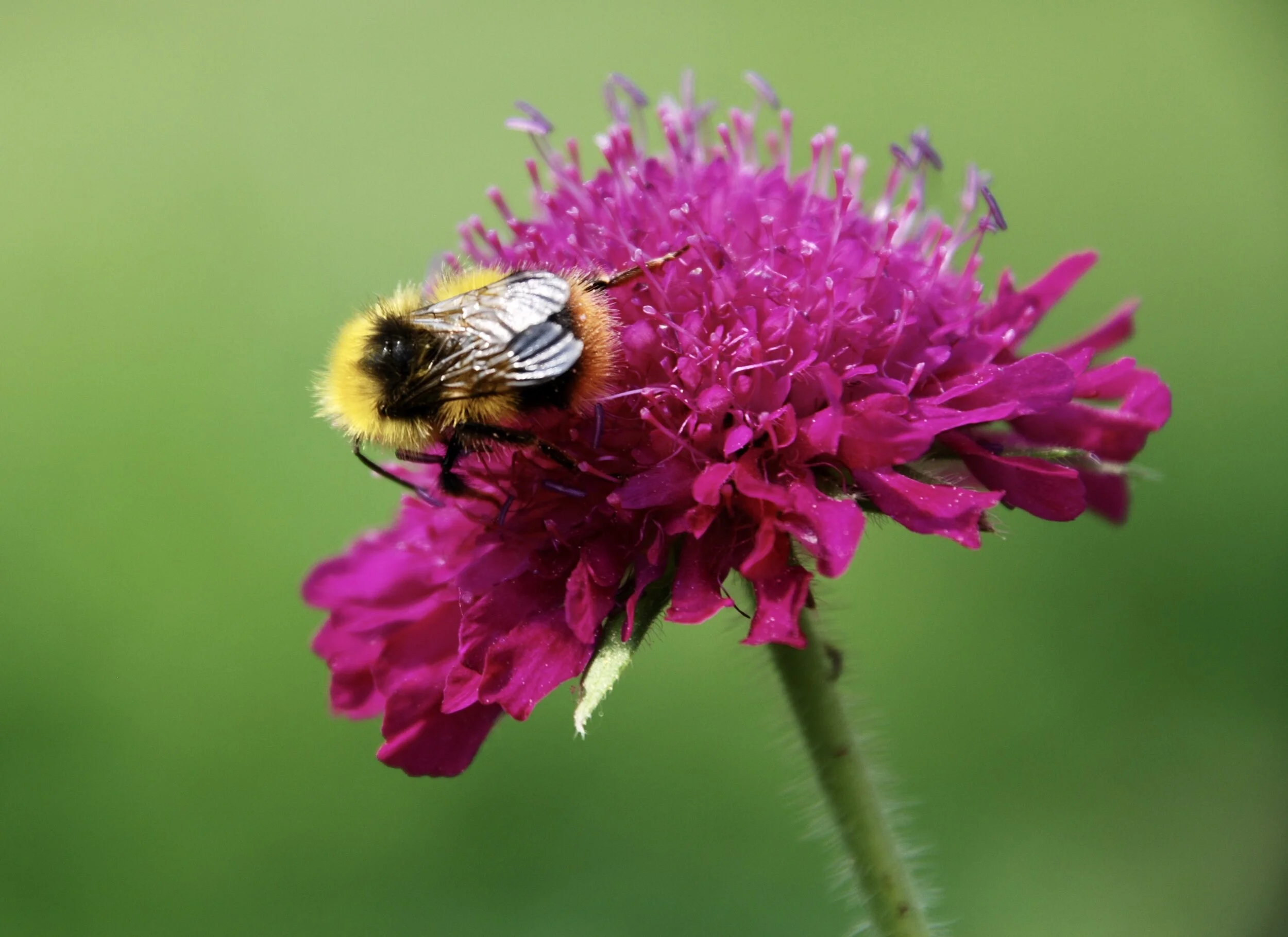 hommels — natuurpieterburen.com