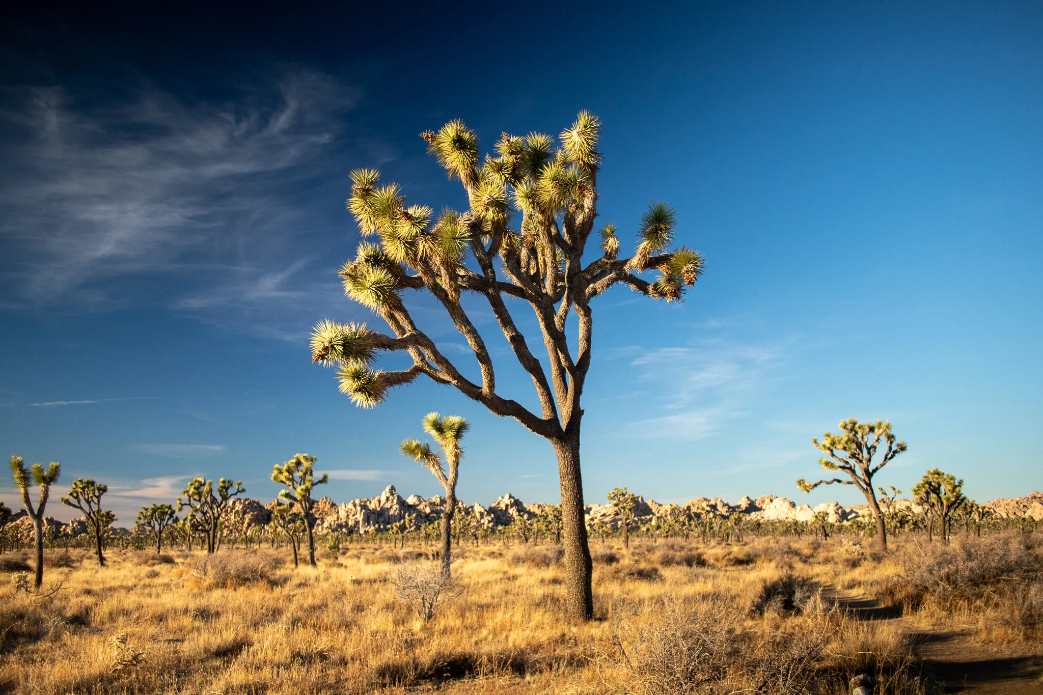 Arid Trees