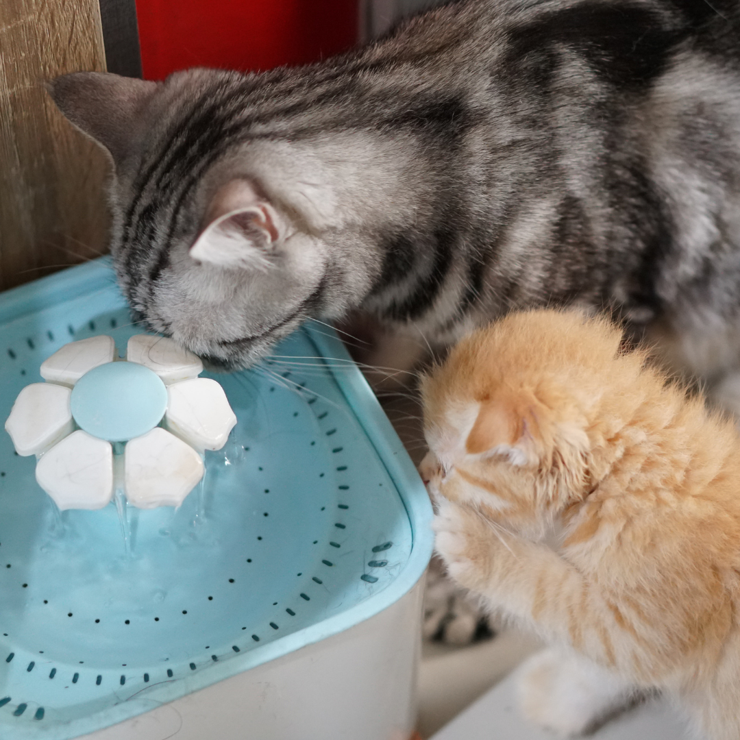 National Pet Hydration Awareness Month - Stay And Play Pet Sitting