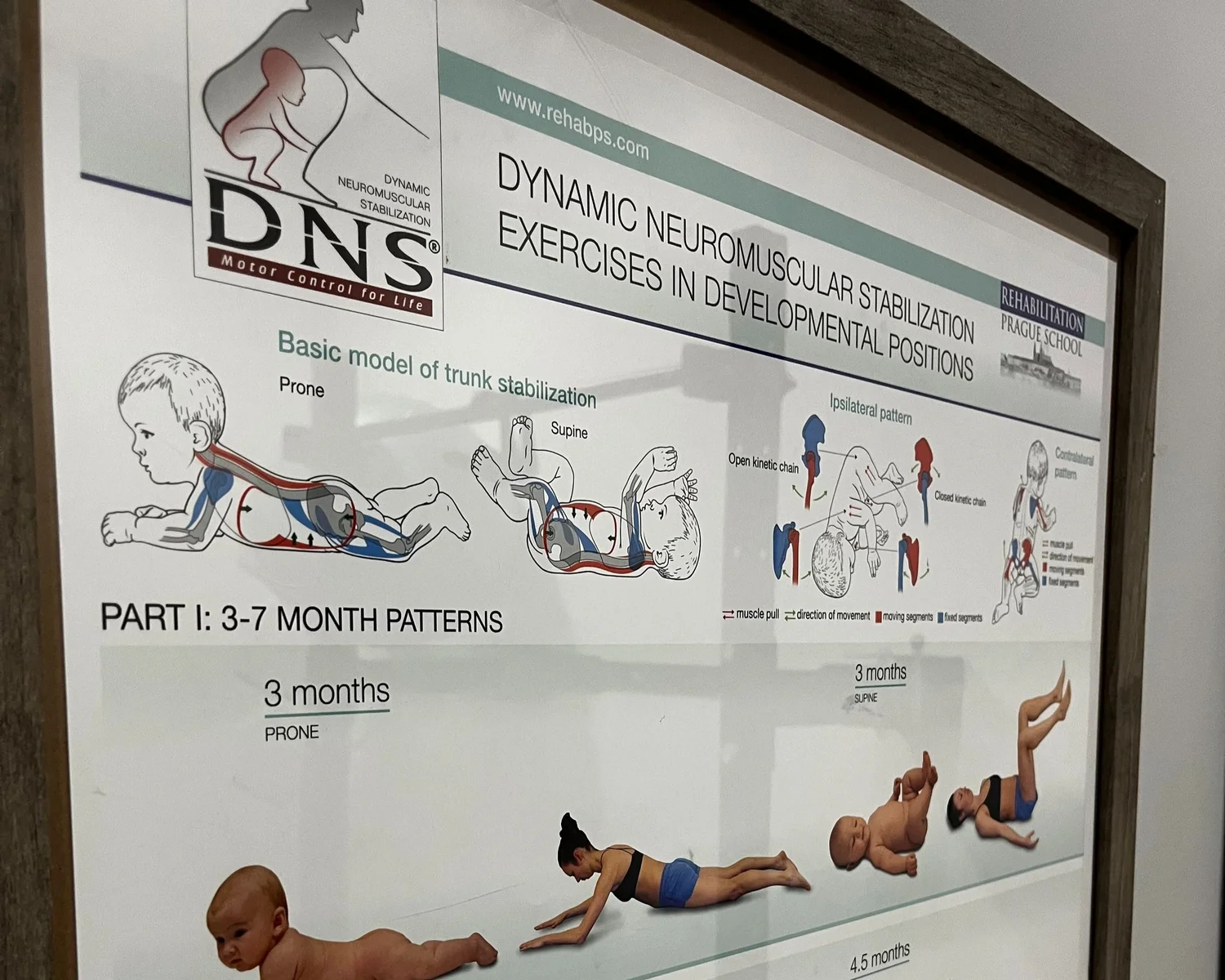 What is Dynamic Neuromuscular Stabilization and why do we use it ...
