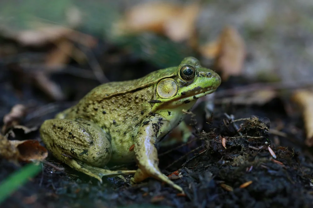 Spring Awakening: How Animals Prepare for the End of Winter — Childreach