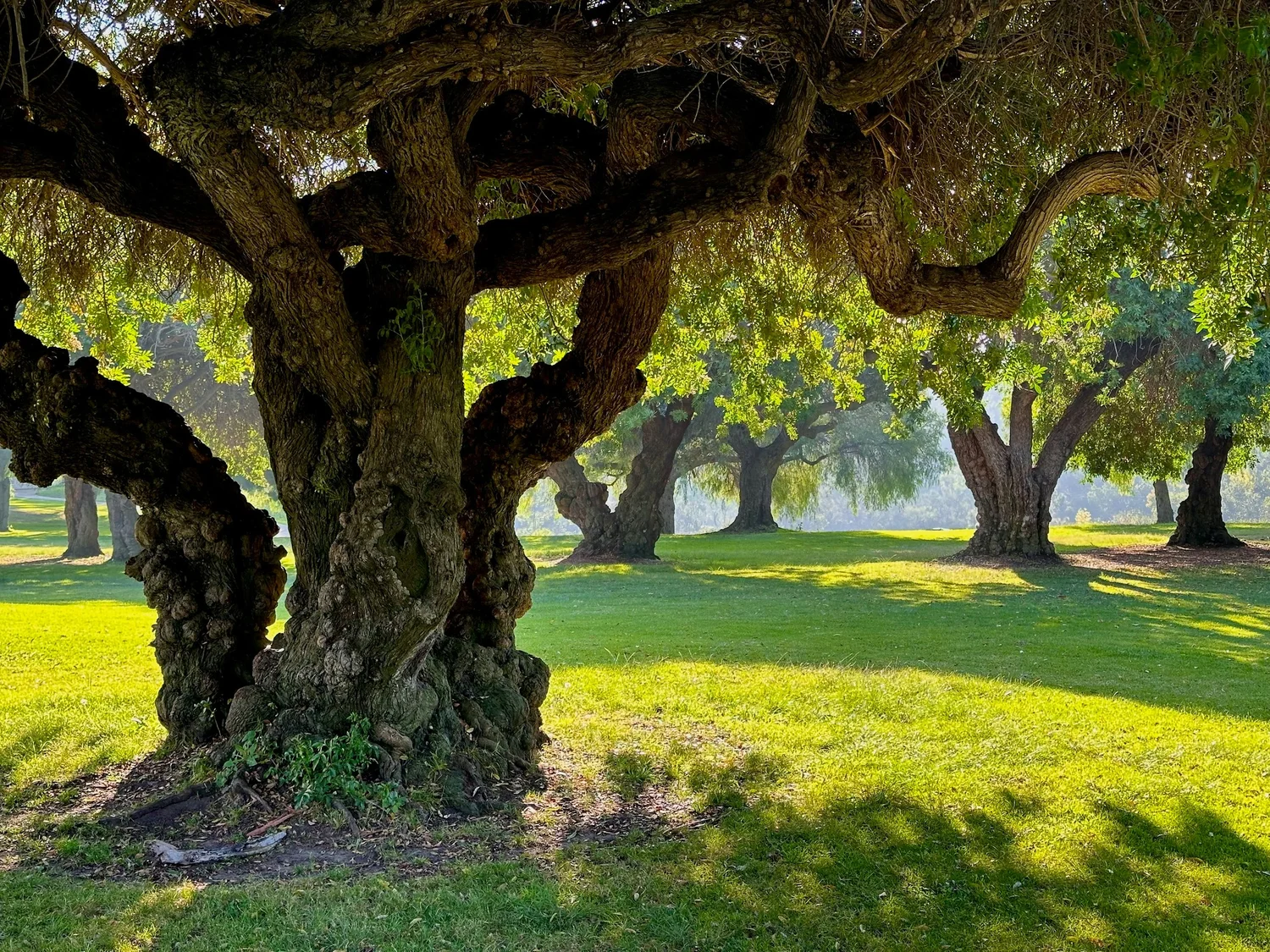 Understanding Trees: Deciduous vs. Evergreens — Childreach