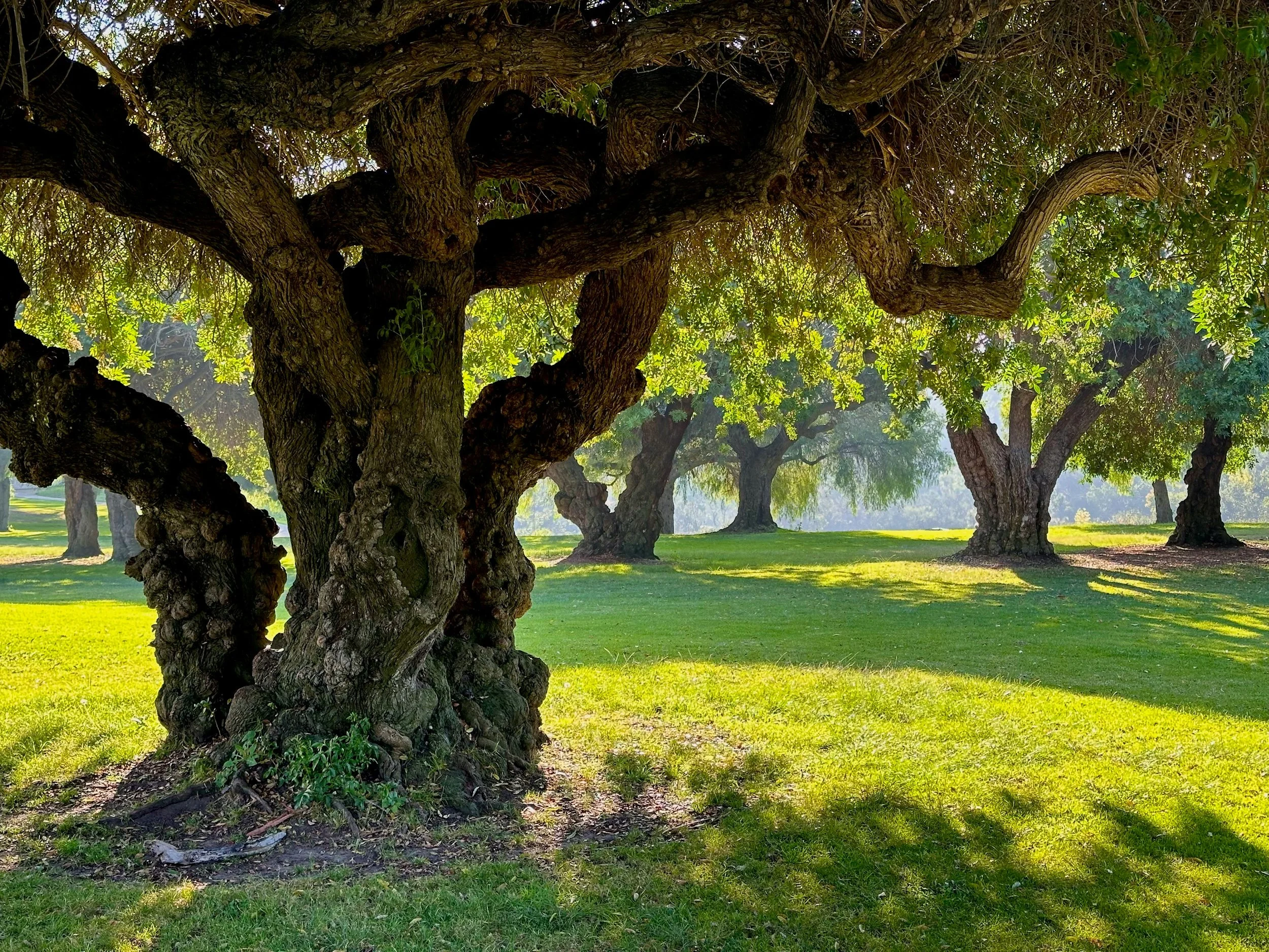 Understanding Trees: Deciduous vs. Evergreens — Childreach