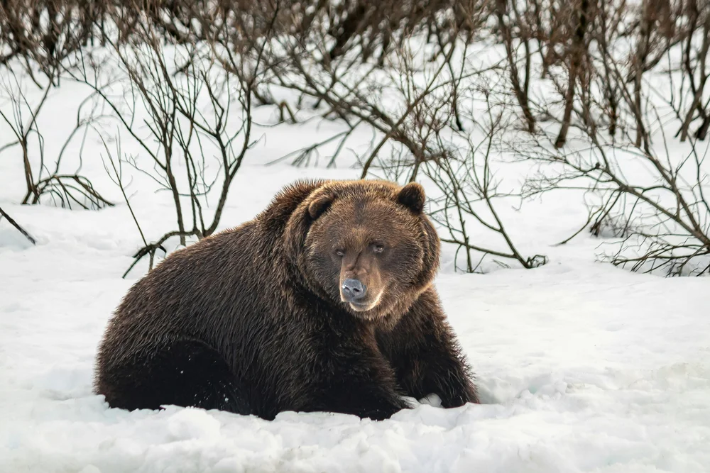 Winter Sleepers: How Animals Hibernate to Survive the Cold — Childreach