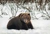 Winter Sleepers: How Animals Hibernate to Survive the Cold — Childreach