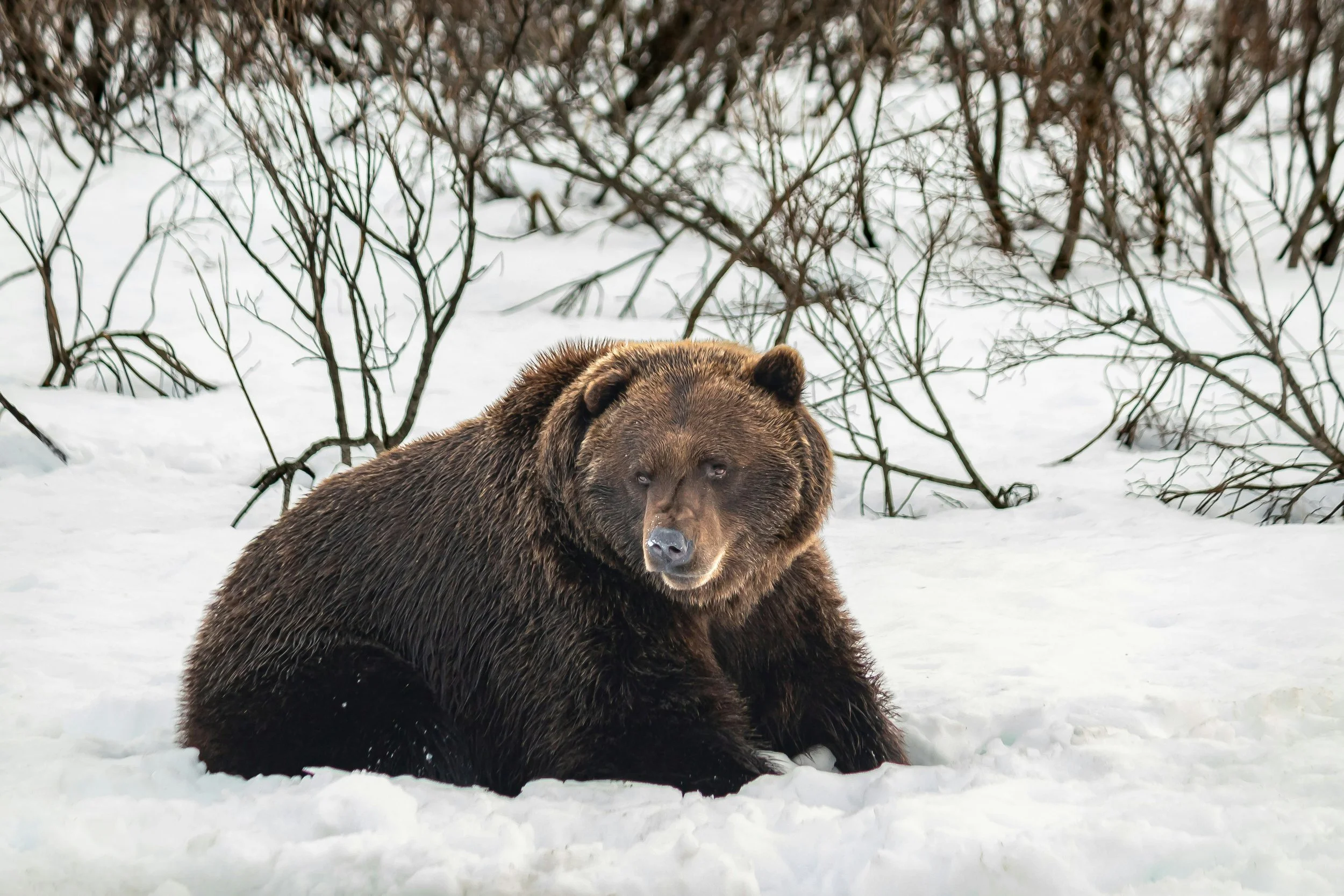 Winter Sleepers: How Animals Hibernate to Survive the Cold — Childreach