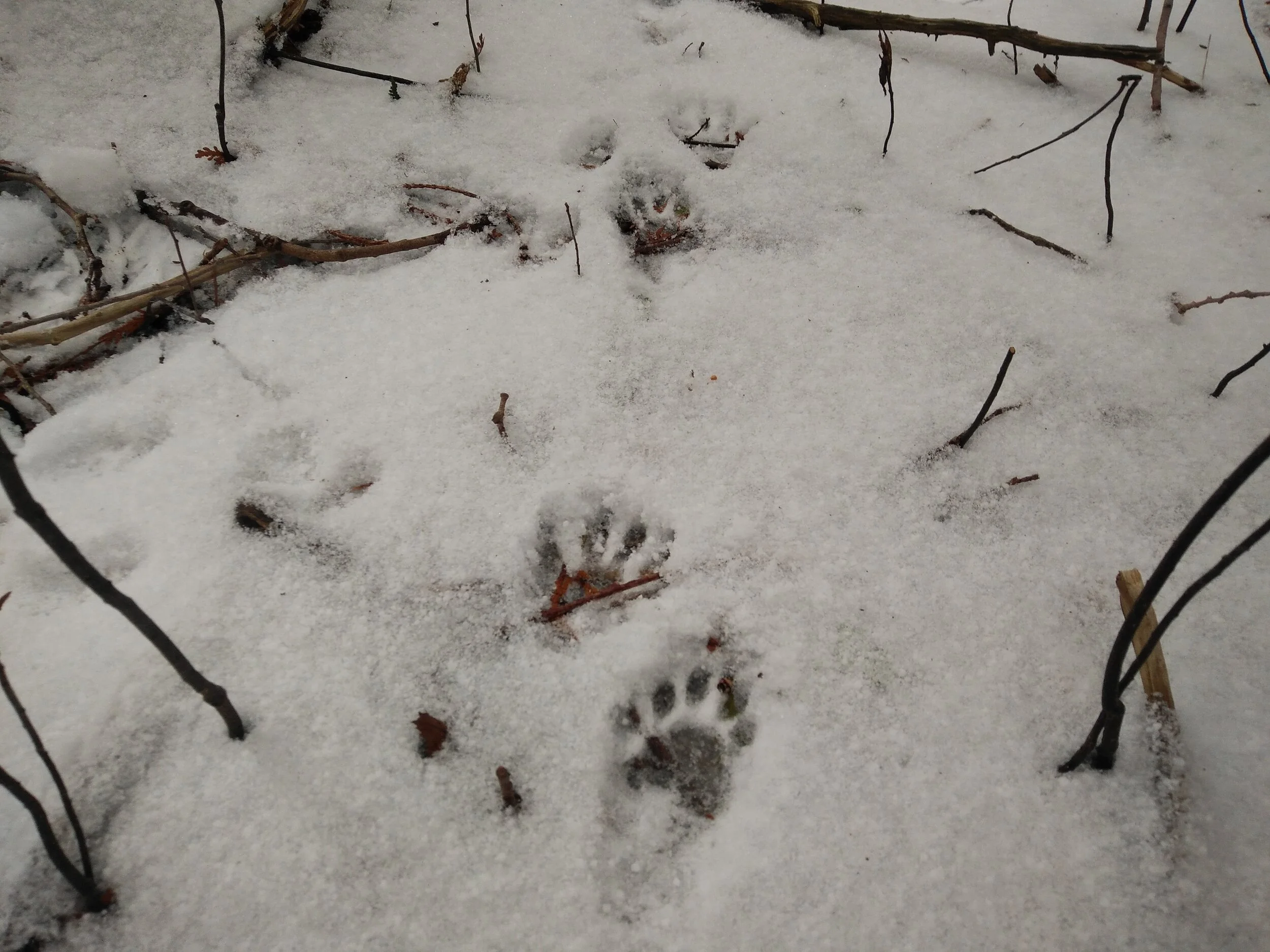 WILD CHILD Wintermission: Find Animal Tracks — Childreach