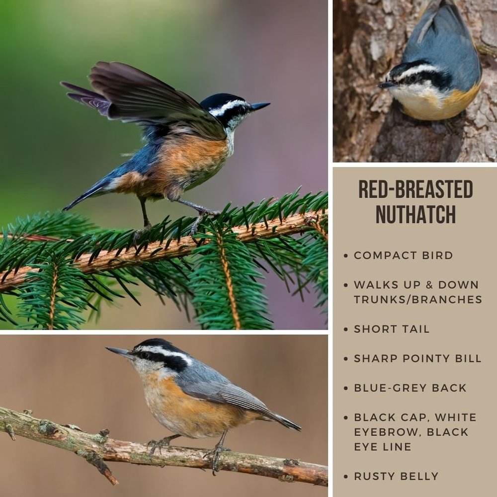 What's that bird? — Childreach