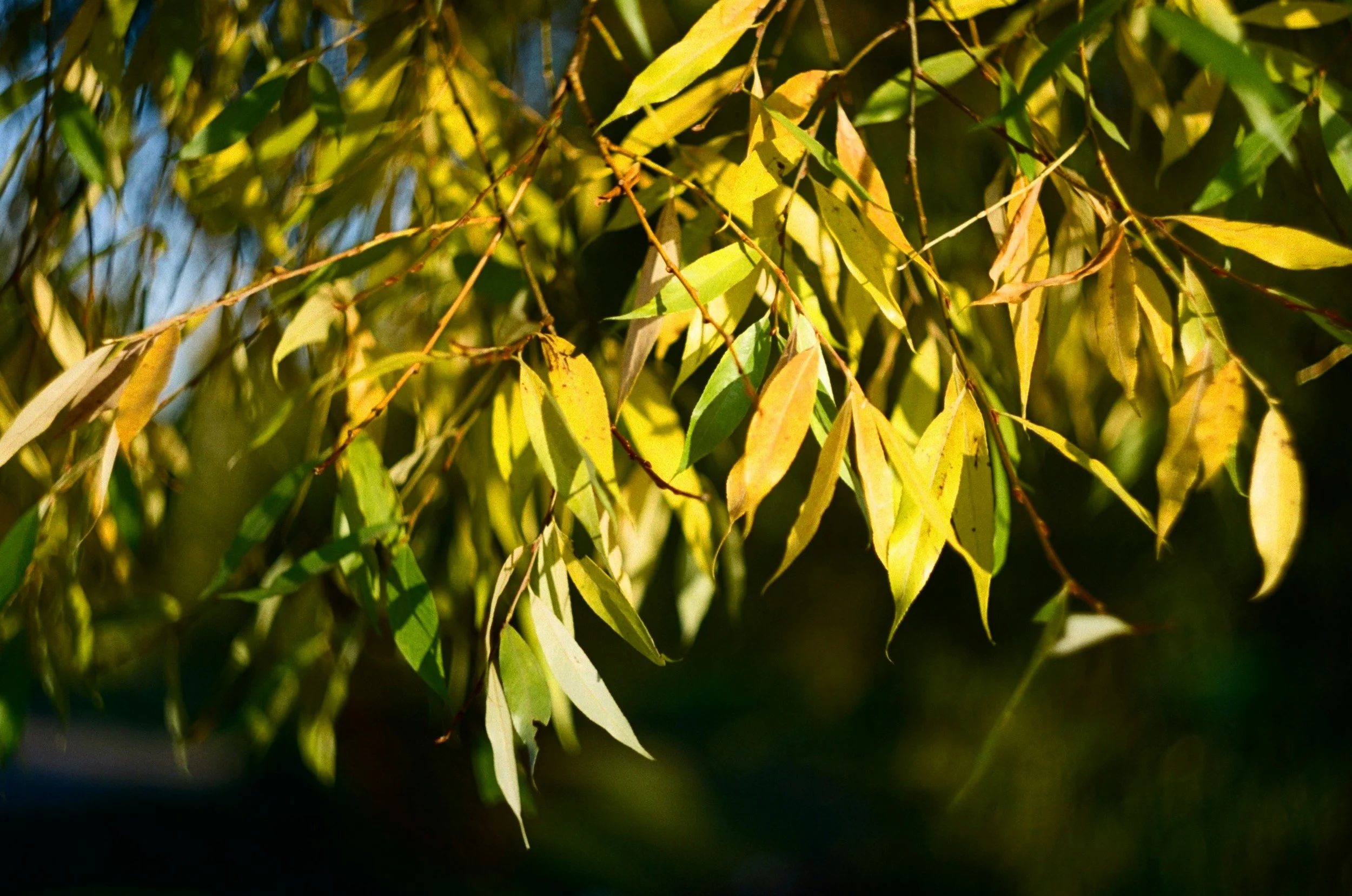 Leaves of Learning: Exploring Different Leaf Shapes — Childreach