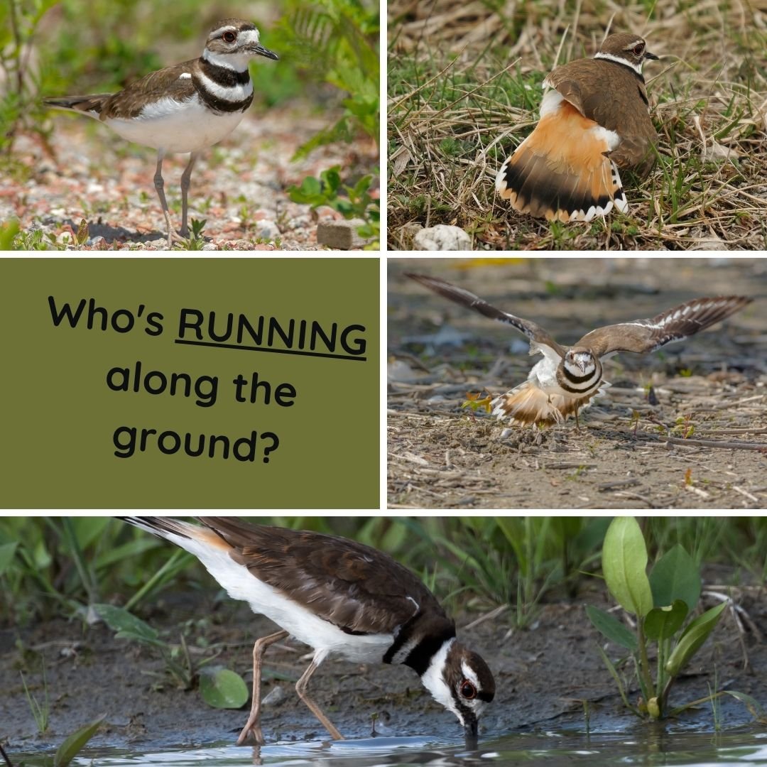 Wild Child: Who's running along the gound? — Childreach