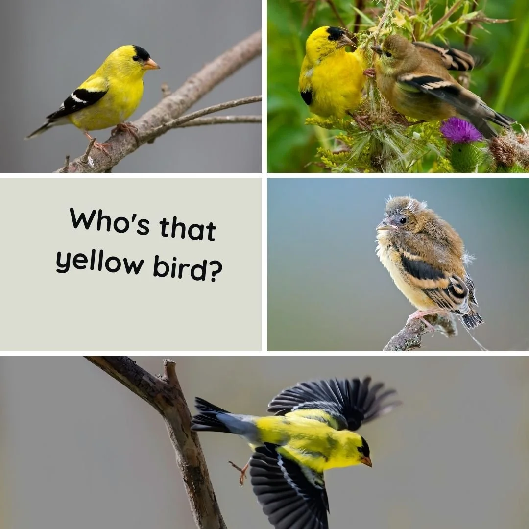Wild Child: Who is that yellow bird? — Childreach