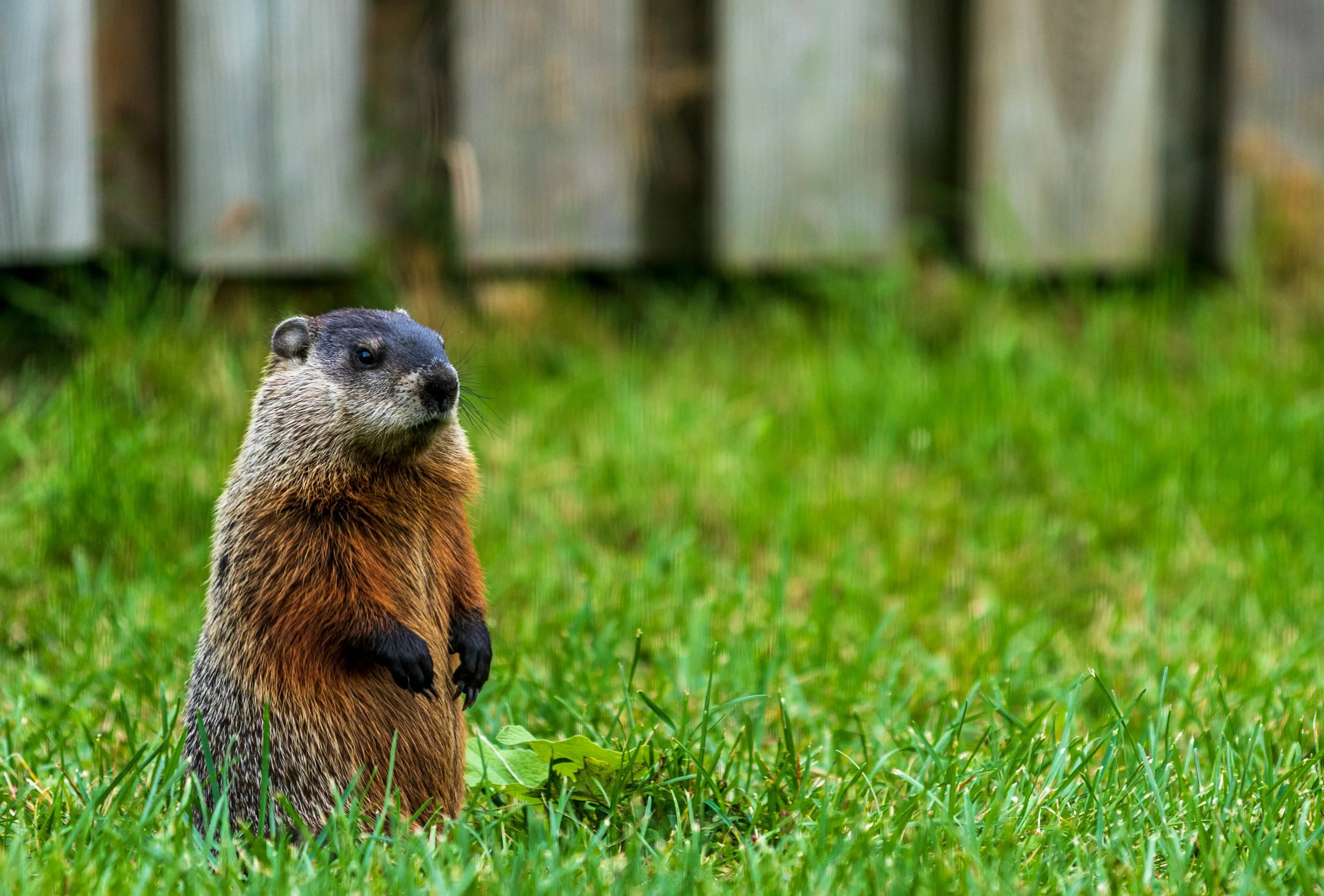 Winter Sleepers: How Animals Hibernate to Survive the Cold — Childreach