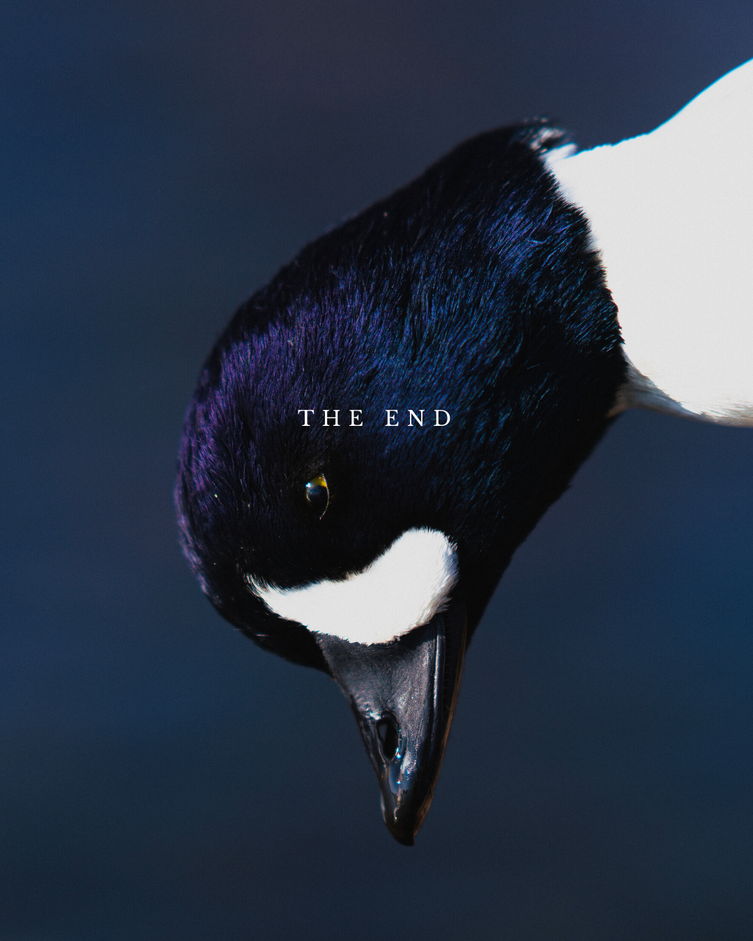 ETHICS — FIELD NOTE