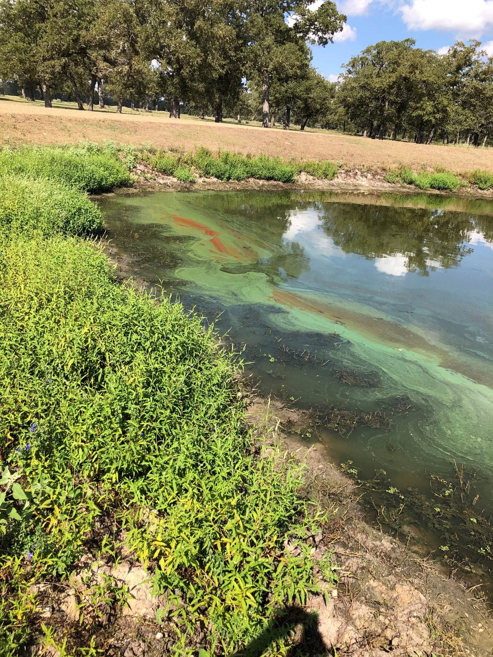 What's The Scoop on Blue-green Algae — Pease Park Conservancy