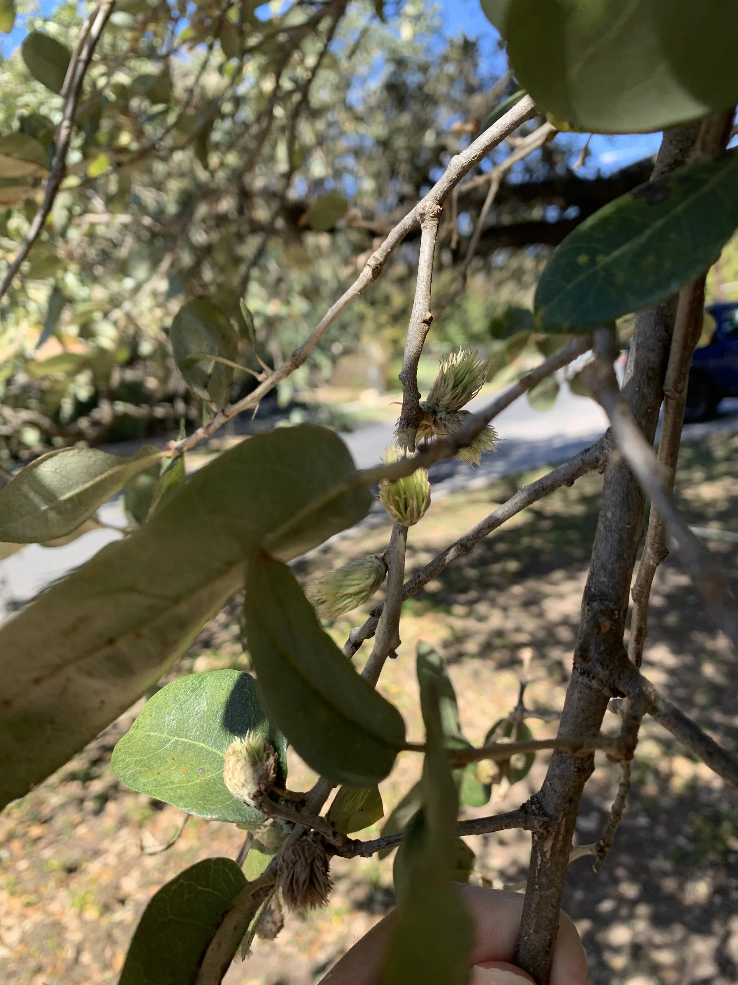 #PEASECOLOGY — Pease Park Conservancy
