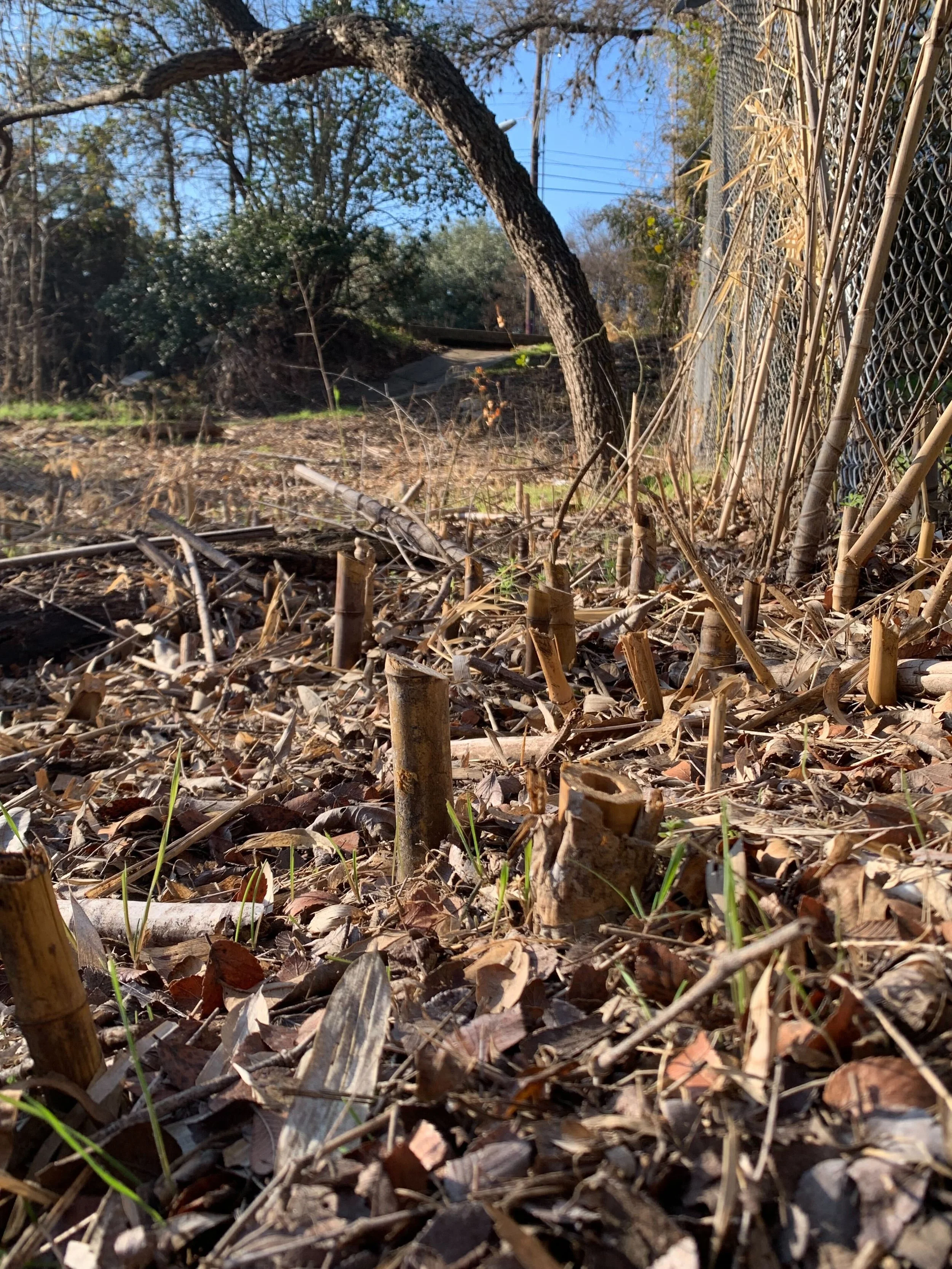 Eliminating Invasive Plants at Pease — Pease Park Conservancy