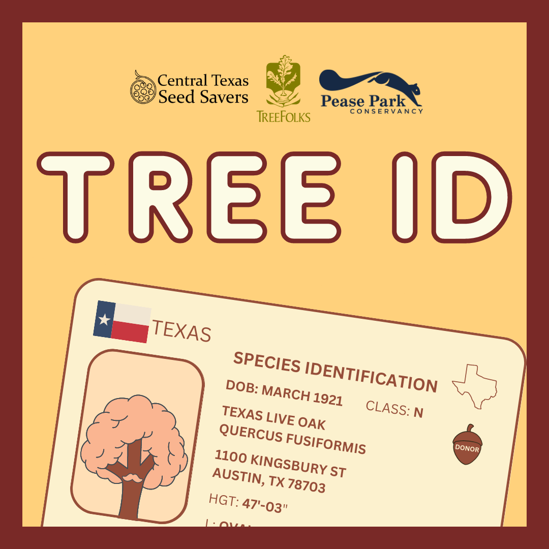 Upcoming Events — Pease Park Conservancy