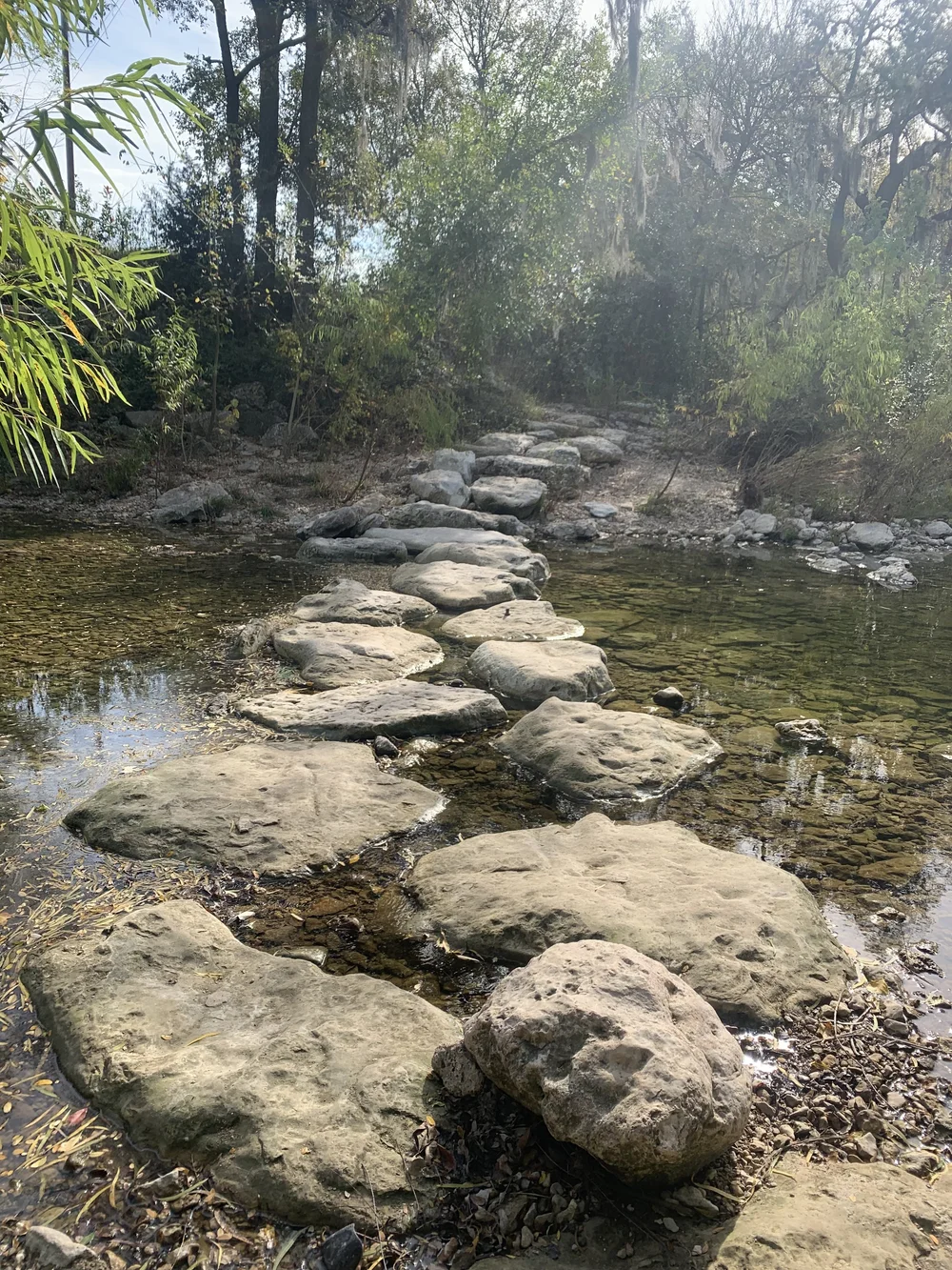 About Live Oak Meadow — Pease Park Conservancy
